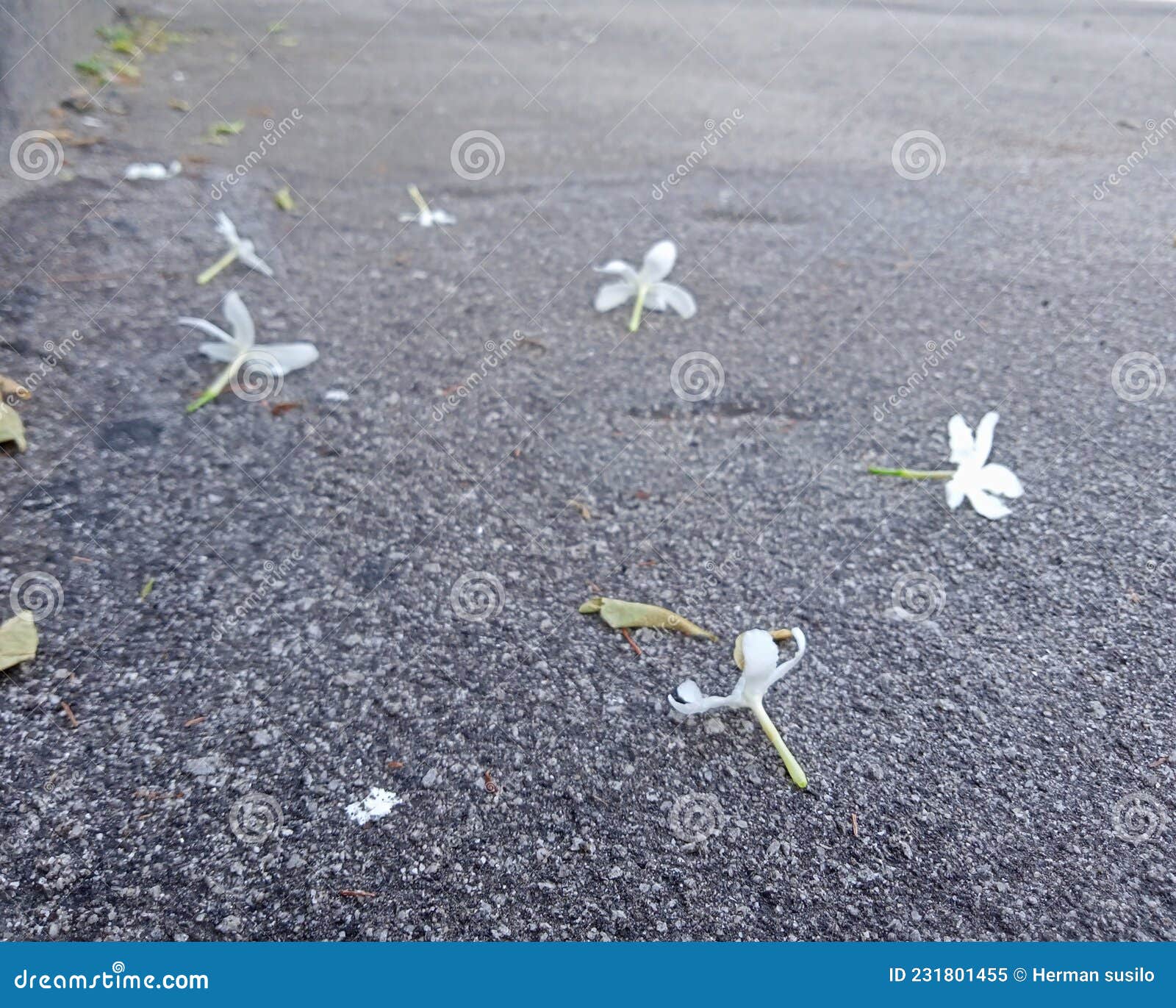 White Jasmine Flowers Falling on the Ground in the Yard Stock Image ...