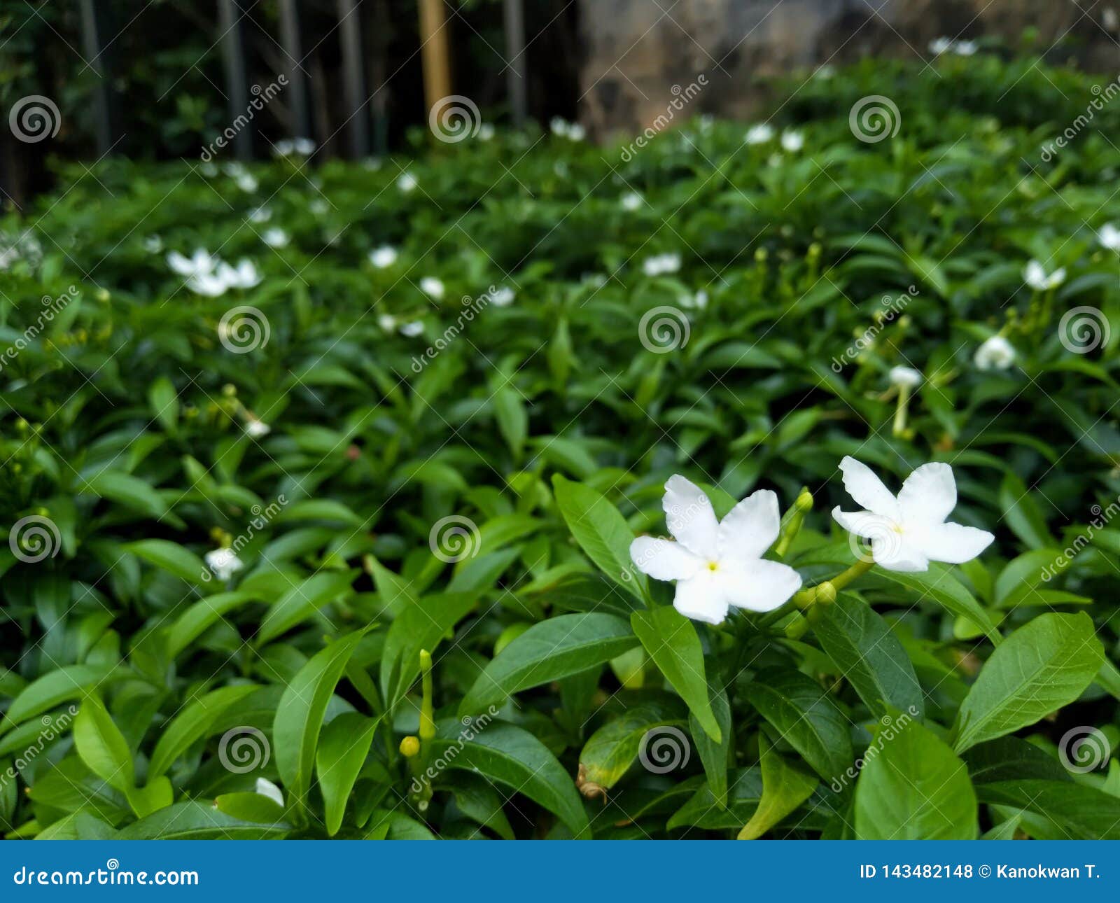 White Jasmine stock photo. Image of flower, jasmine - 143482148