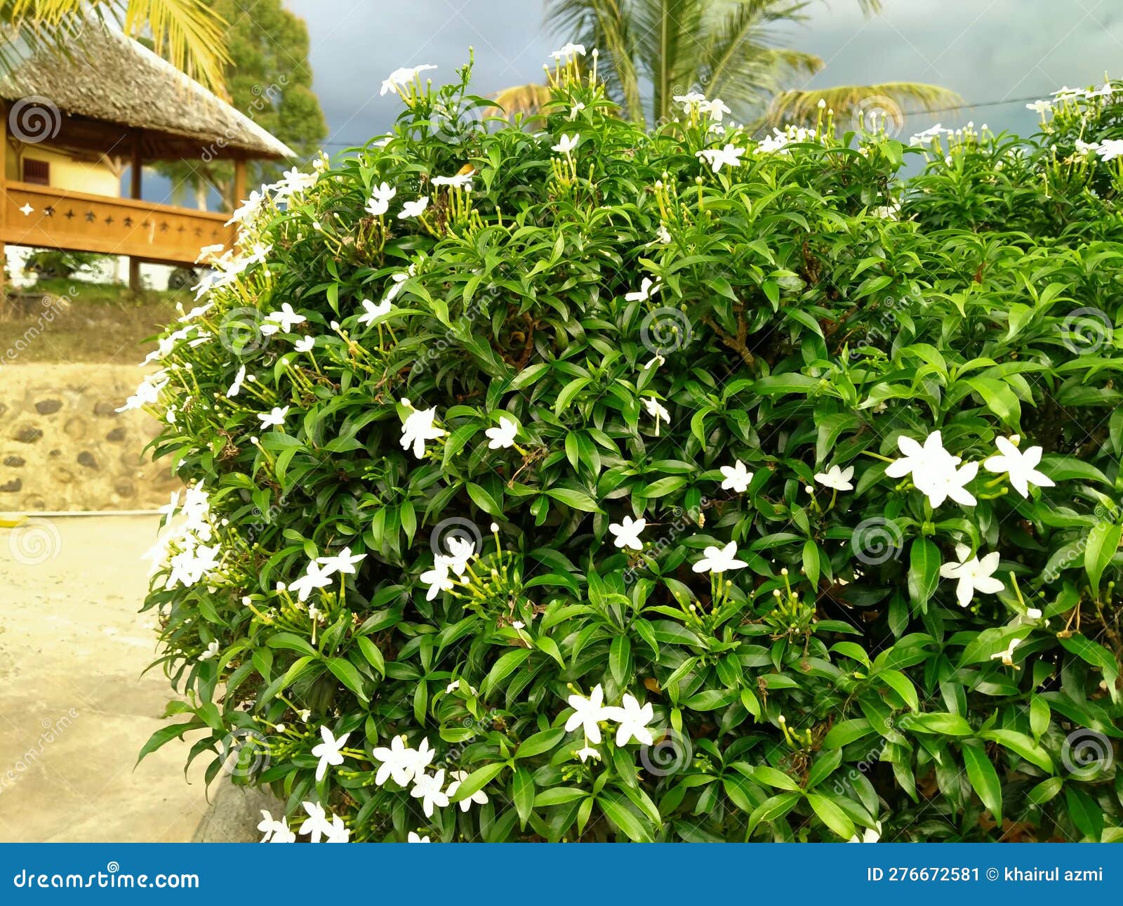 White Jasmine Tree is on of the Most Beautiful Trees in Indonesian Stock Image - Image of ...