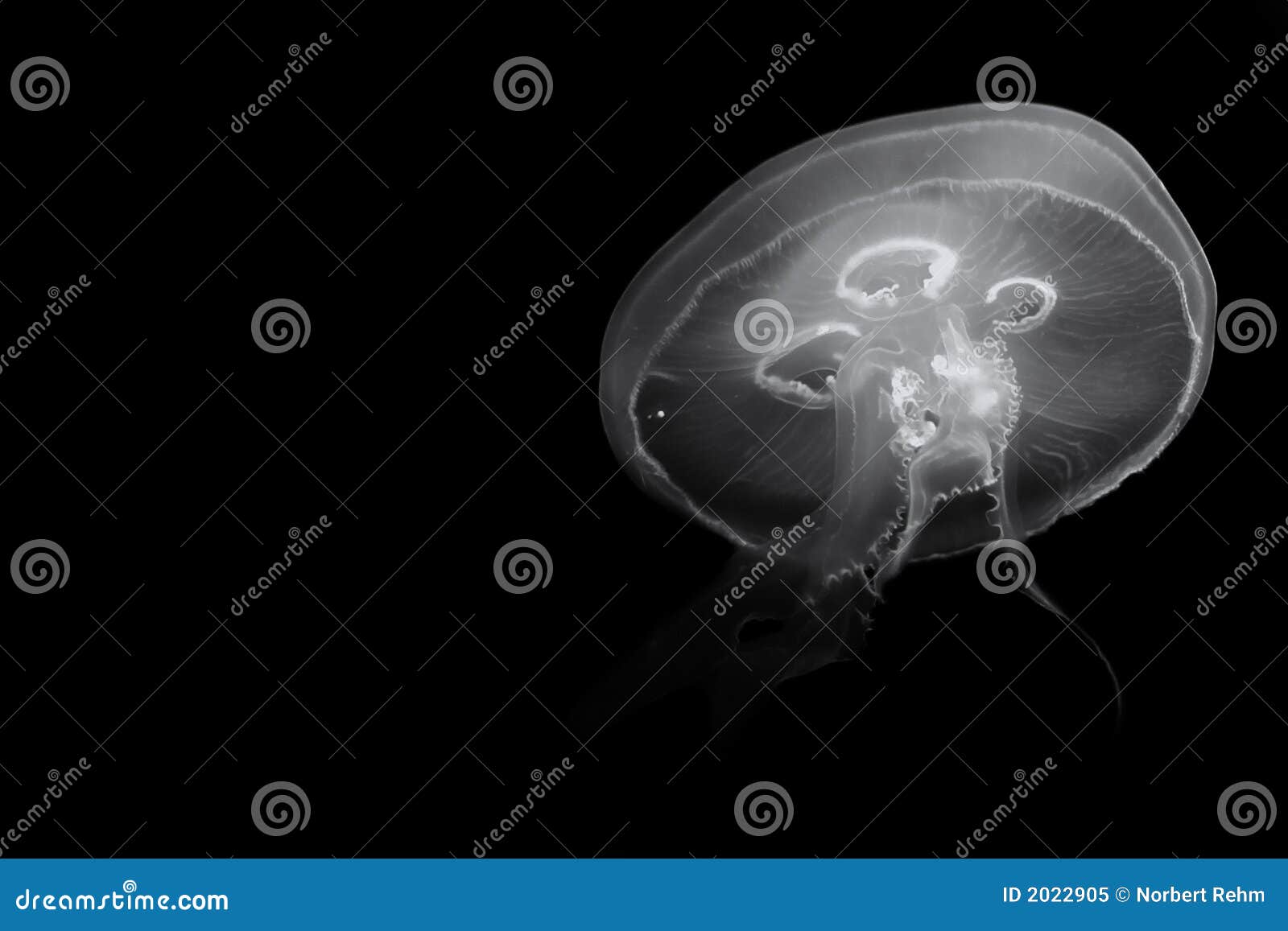 White Jelly stock image. Image of aquatic, dark, aquarium - 2022905