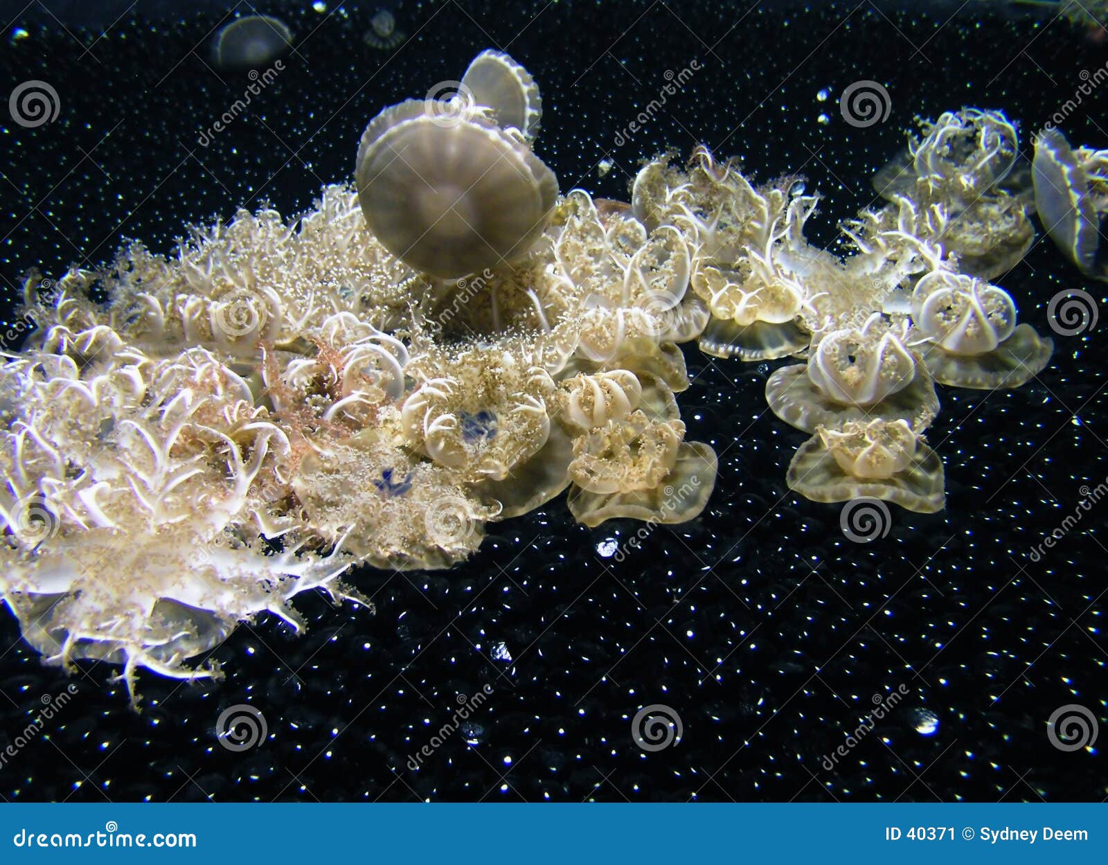 White Jellyfish stock image. Image of black, fish, ocean - 40371