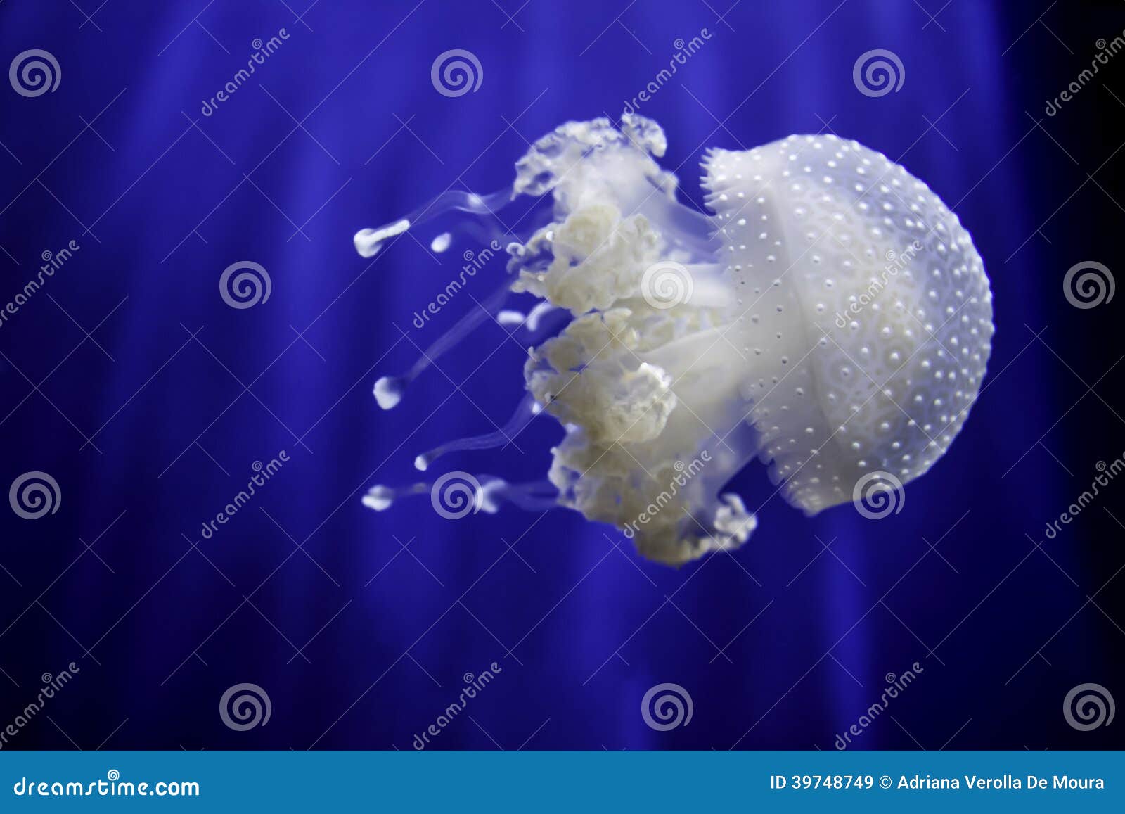 White Jellyfish Flying Underwater Royalty-Free Stock Photo ...