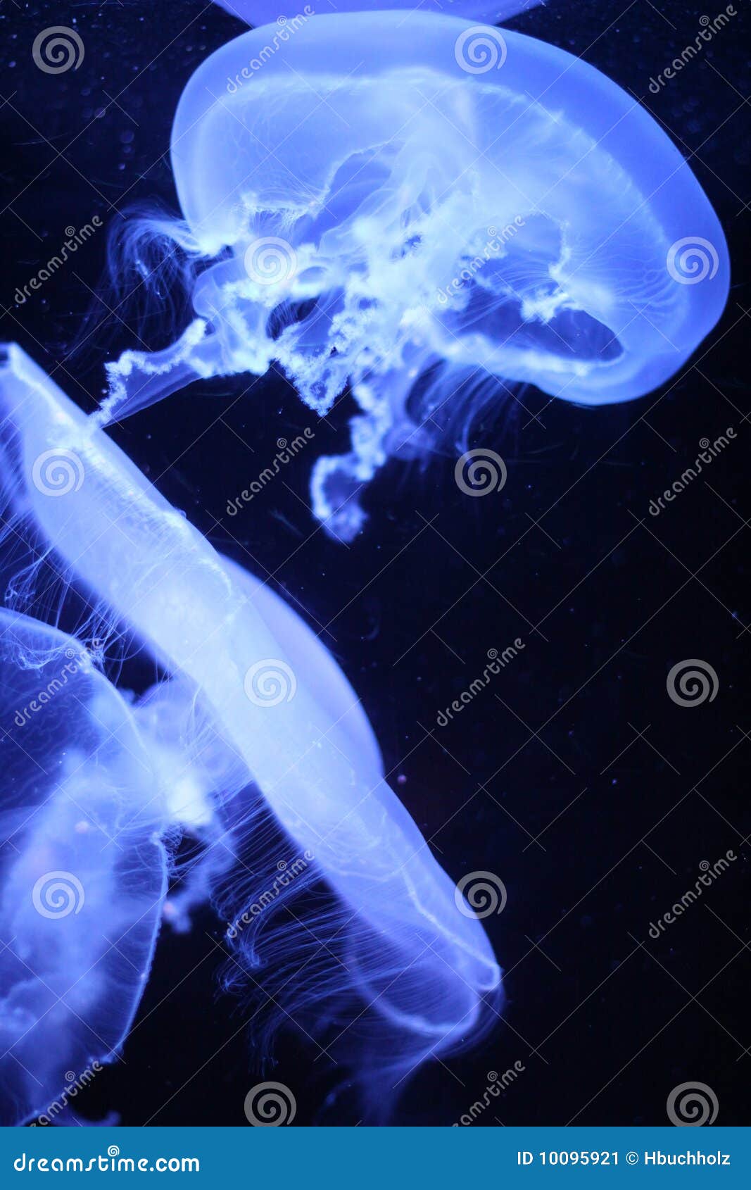 White Jellyfish Flying Underwater Royalty-Free Stock Photo ...