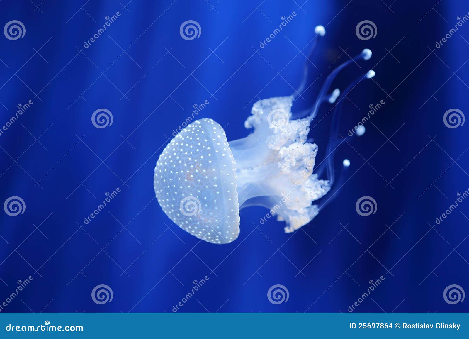 White Jellyfish Flying Underwater Royalty-Free Stock Photo ...