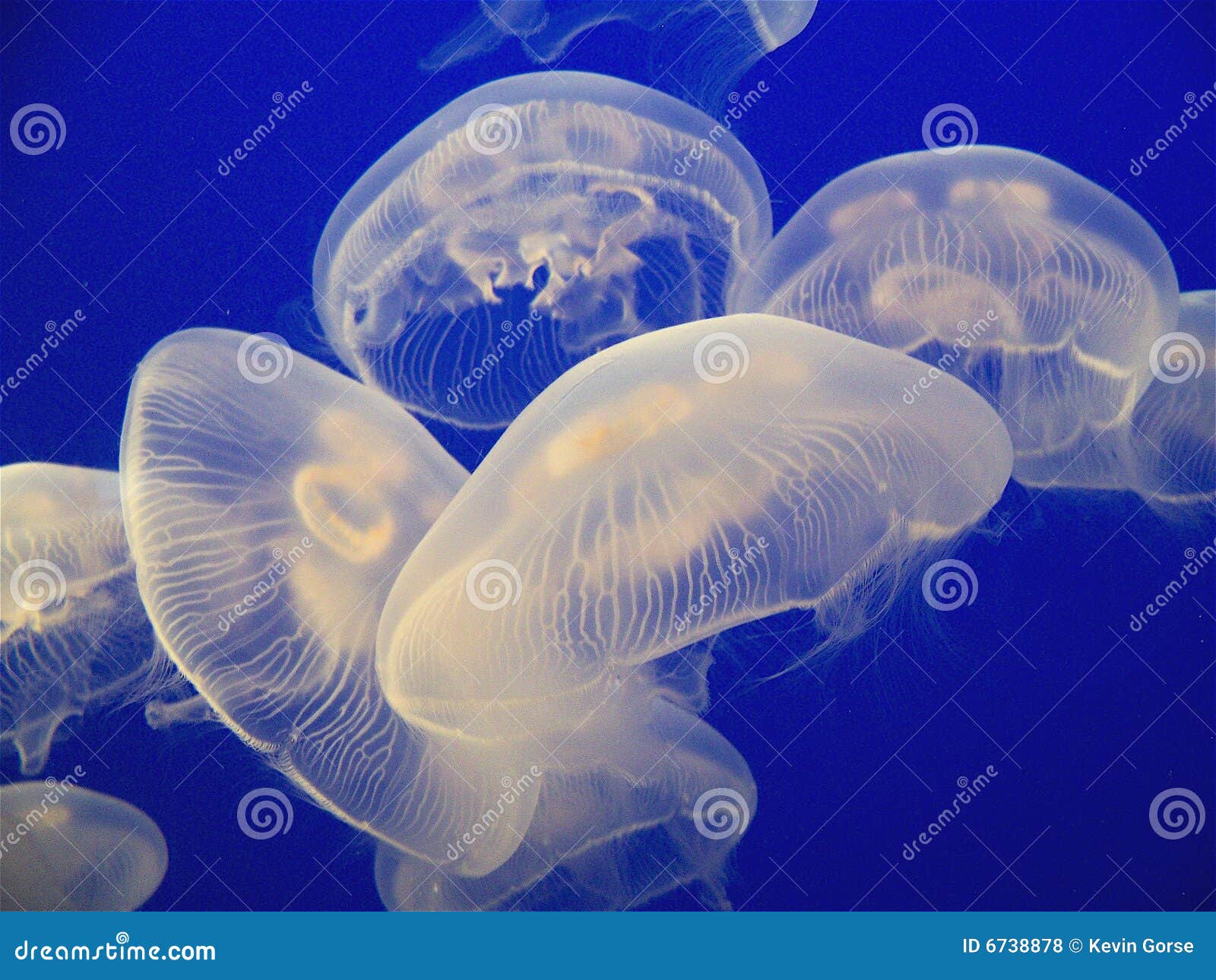 White jellyfish group stock photo. Image of group, jelly - 6738878