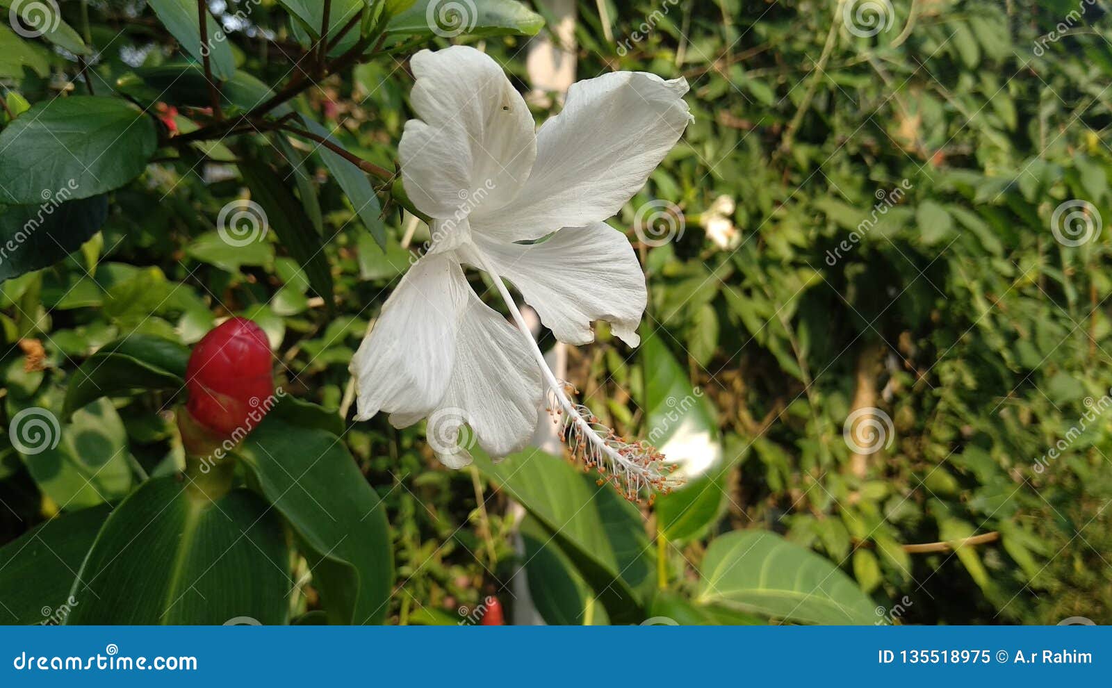 JOBA FUL stock image. Image of white, jungle, tree, joba - 135518975