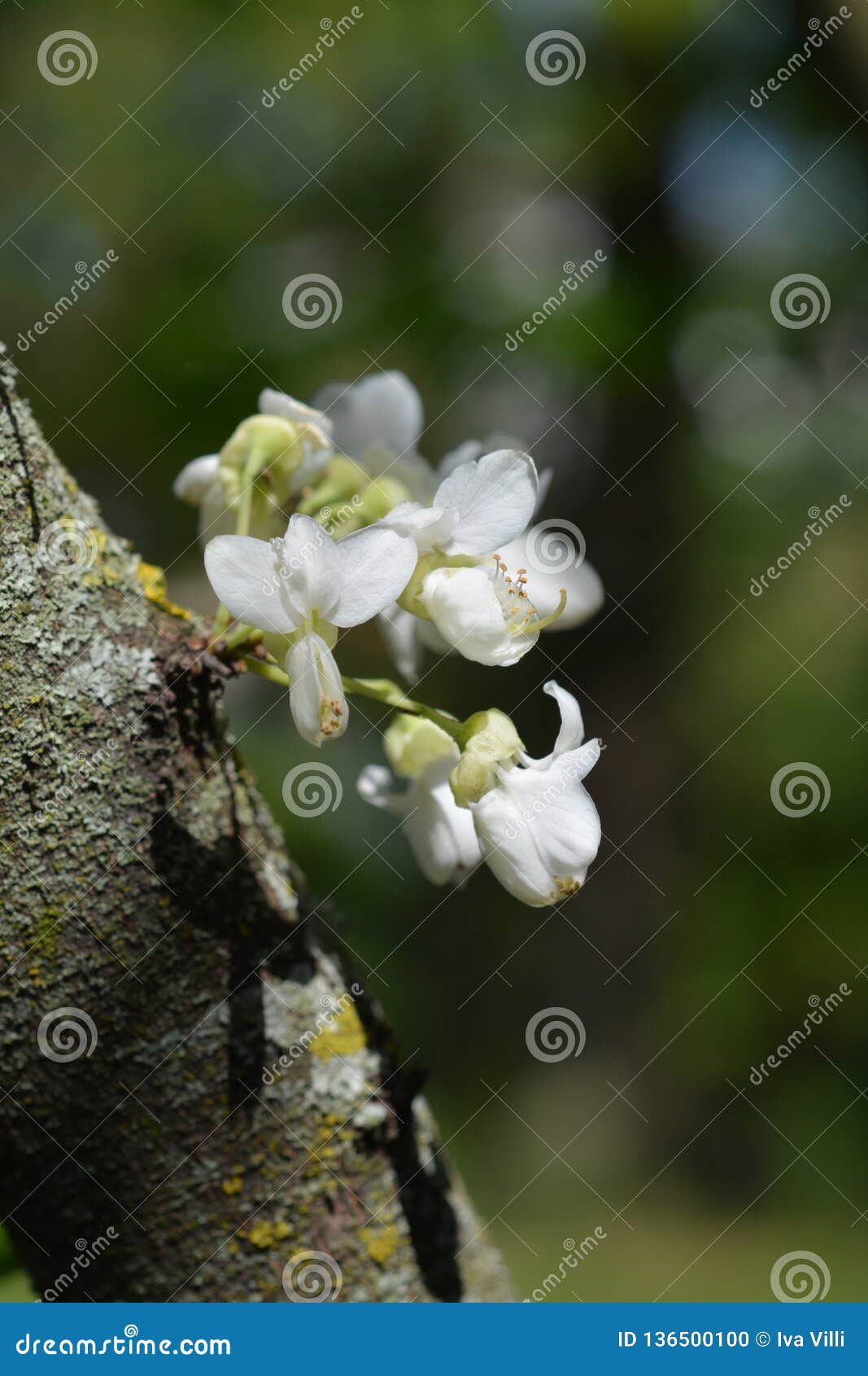 White Judas tree stock photo. Image of plant, white - 136500100