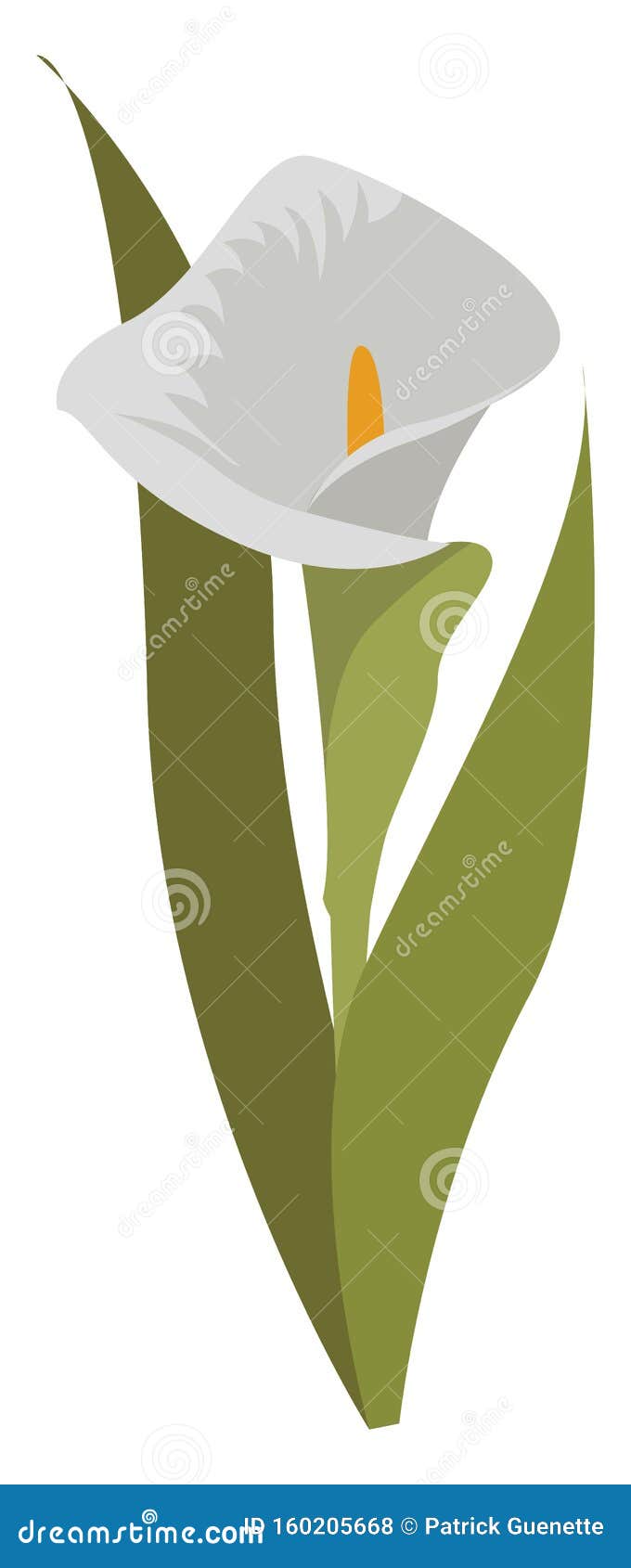 White Kala, Illustration, Vector Stock Vector - Illustration of ...
