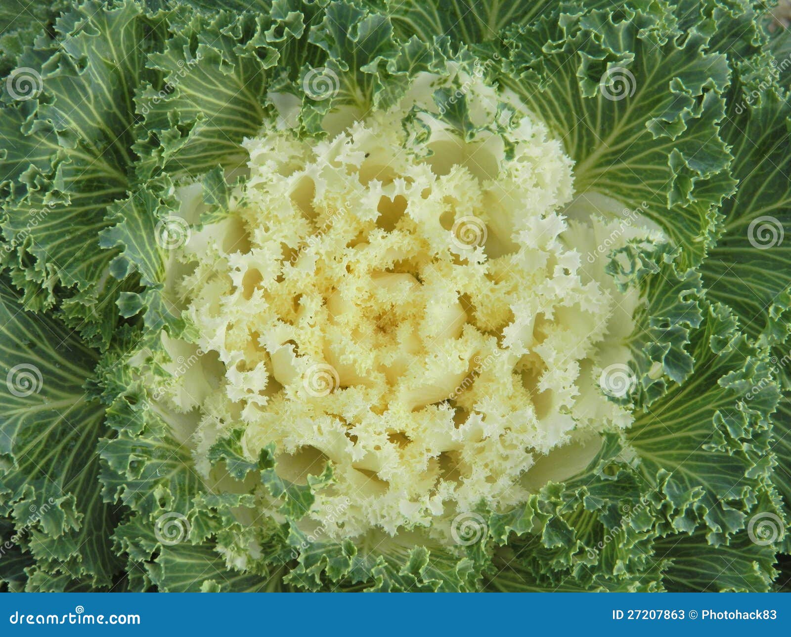 White Kale stock image. Image of kale, white, cabbage - 27207863