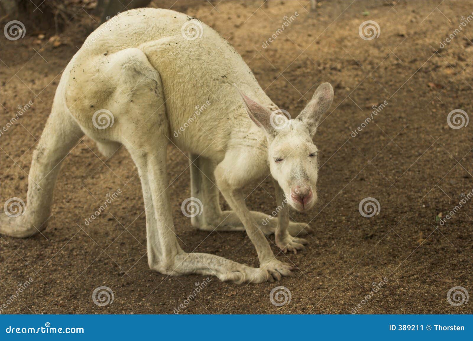 White Kangaroo stock image. Image of australian, macropus - 389211