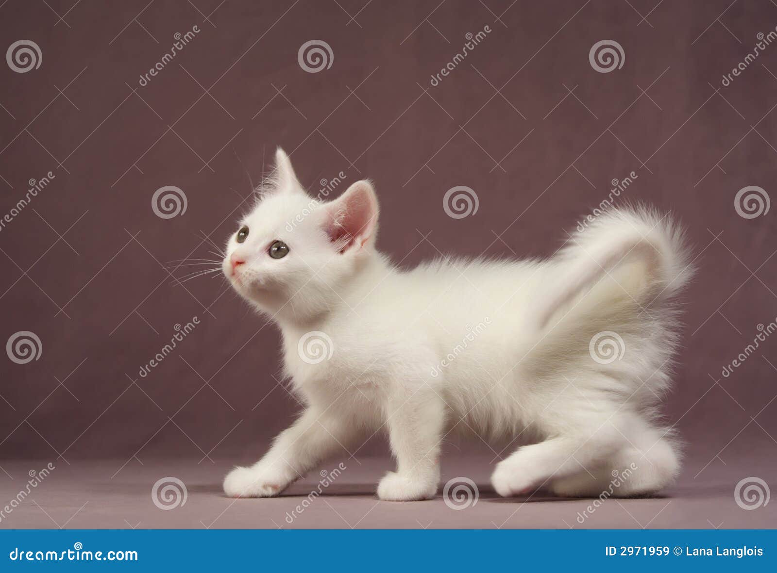 White Kitten stock image. Image of white, feline, adorable - 2971959
