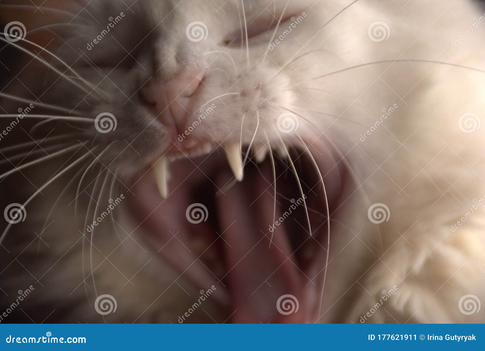 White Kitten with Big Fangs Stock Image - Image of tabby, beautiful ...
