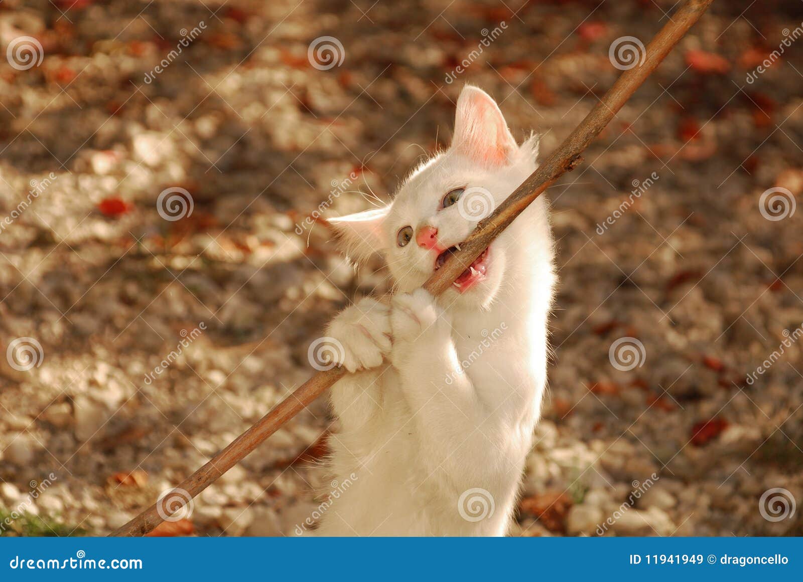 White Kitten Biting on Stick Stock Image - Image of sticks, sweet: 11941949