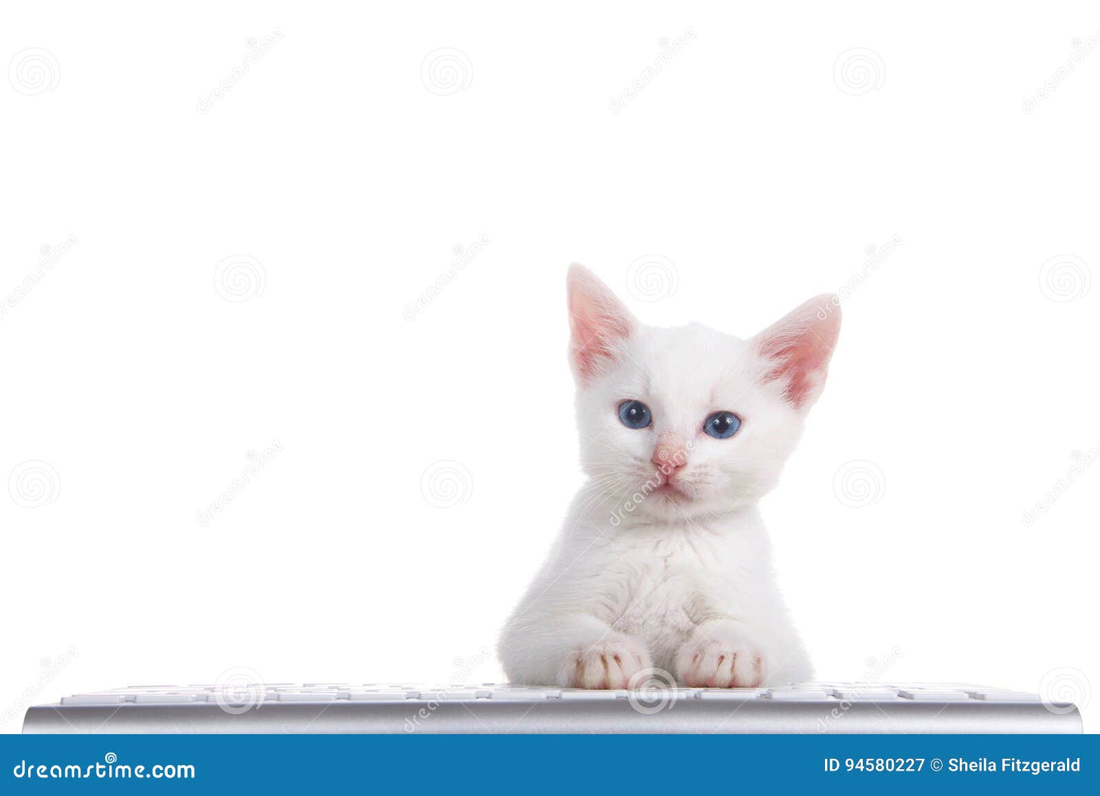 White Kitten at a Computer Keyboard Stock Image - Image of animal ...