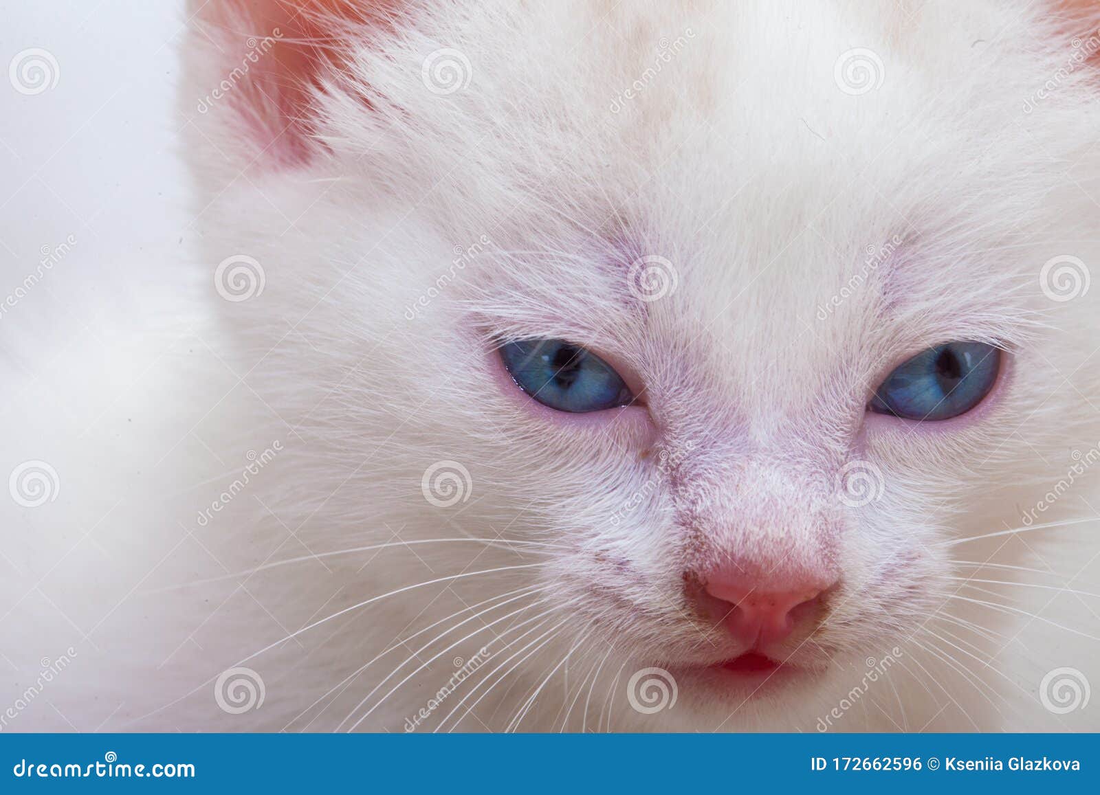 White Kitten Crying with Blue Stock Photo - Image of disappointment ...