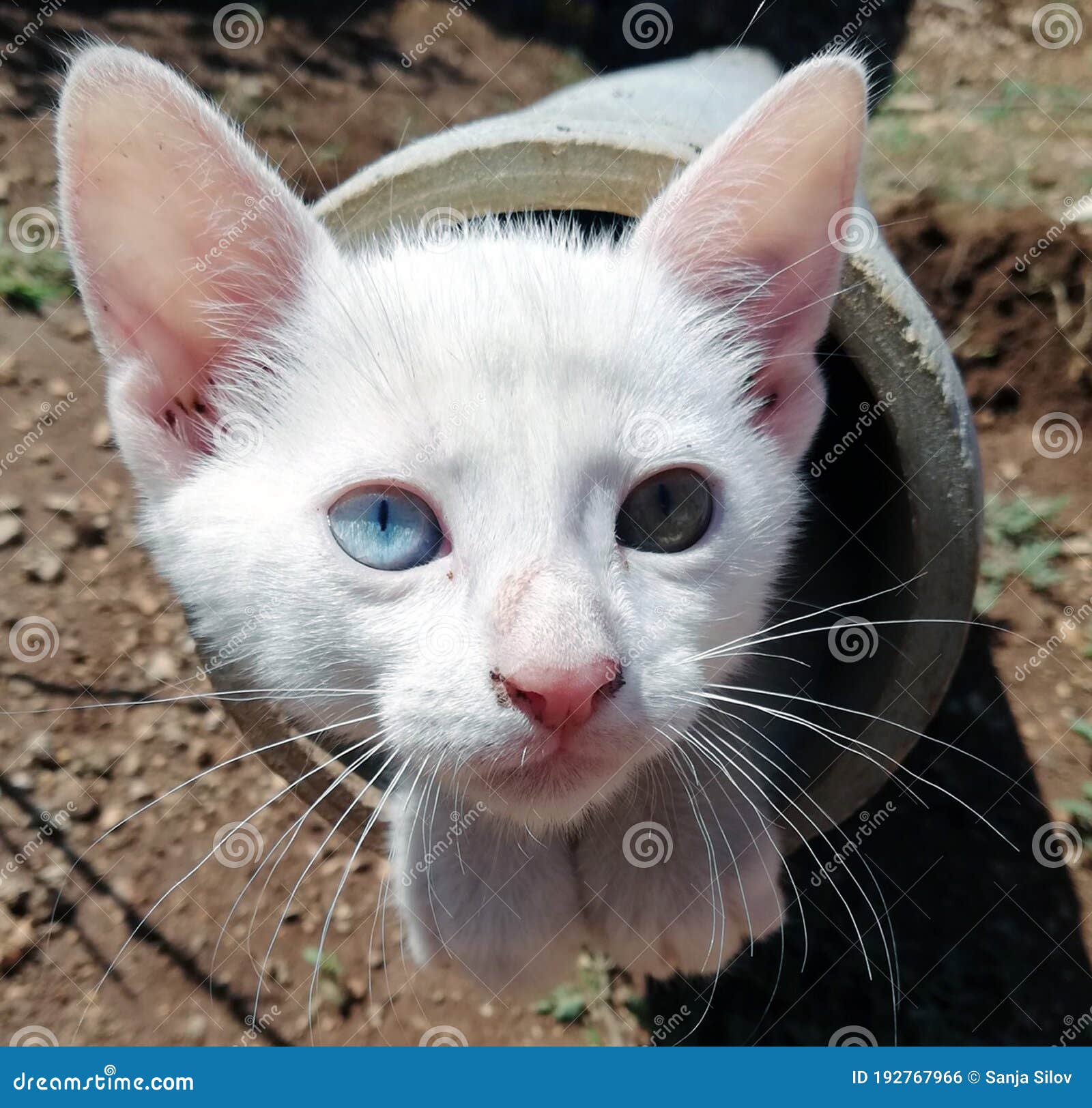 White Kitten, Different Eye Color Stock Photo - Image of sweet, animals ...