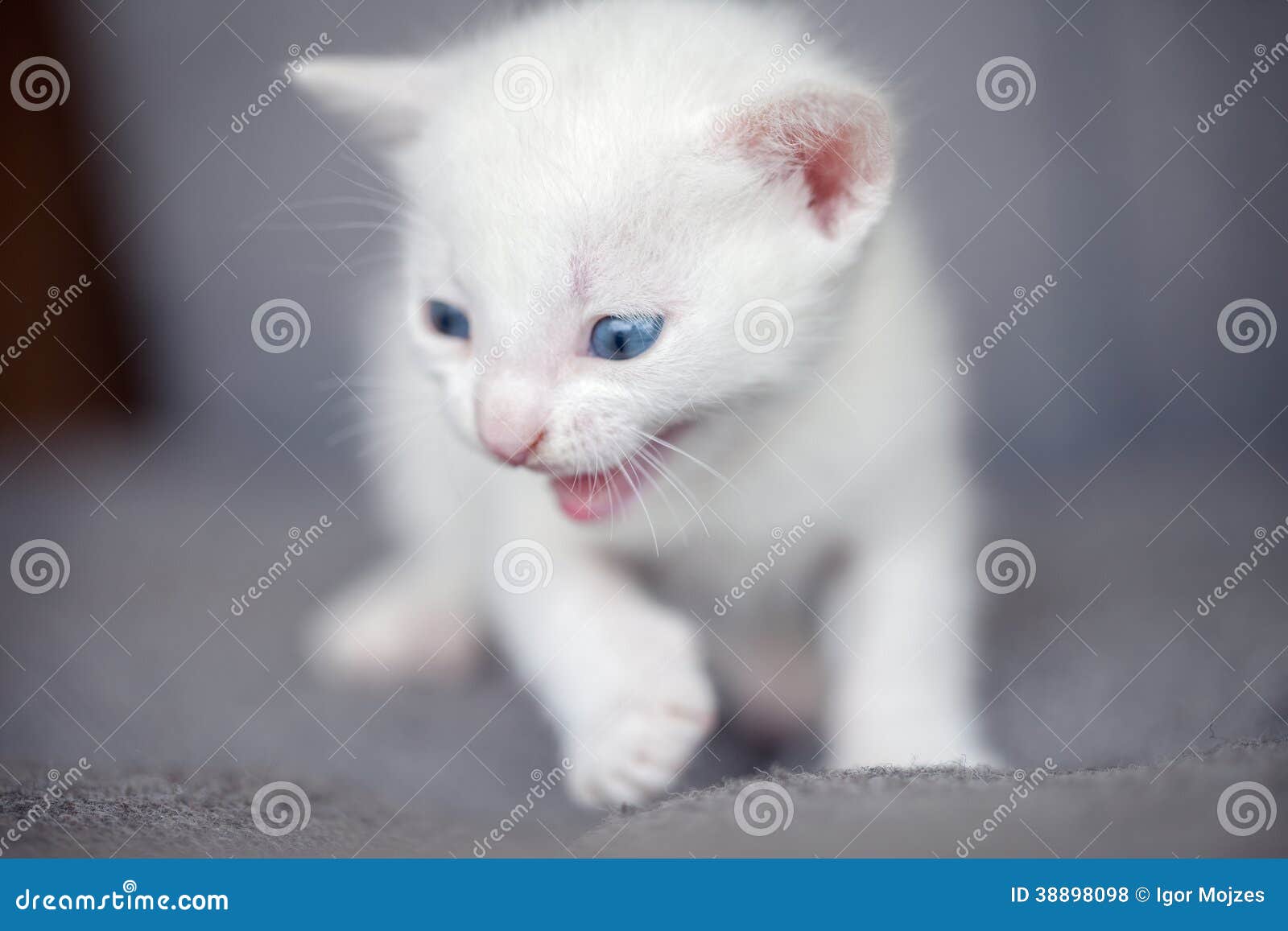 White kitten growling stock photo. Image of little, british - 38898098