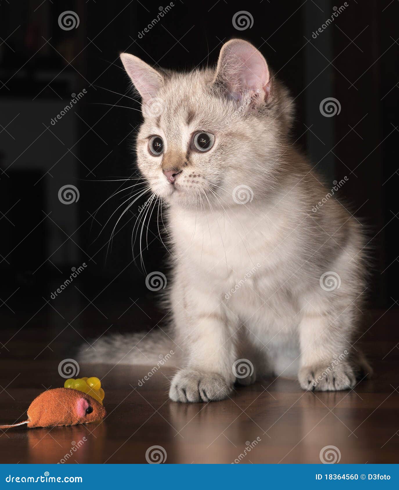 White kitten and a mouse stock photo. Image of staring - 18364560