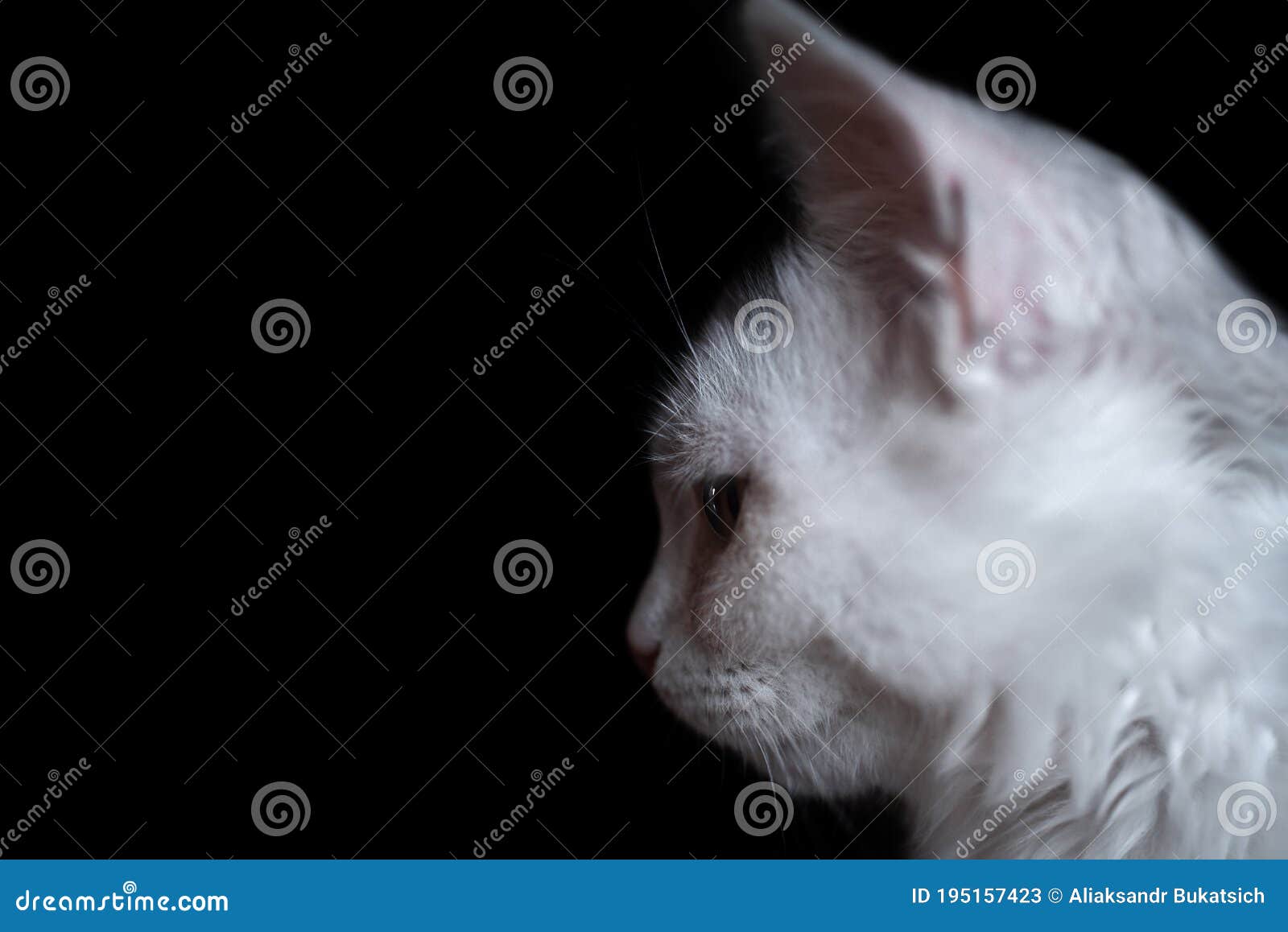 White Kitten, Muzzle, Side View, Close-up, Isolate Stock Image - Image ...