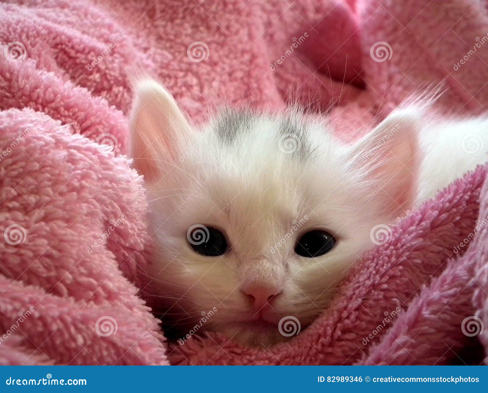 White Kitten On Pink Throw Picture. Image: 82989346
