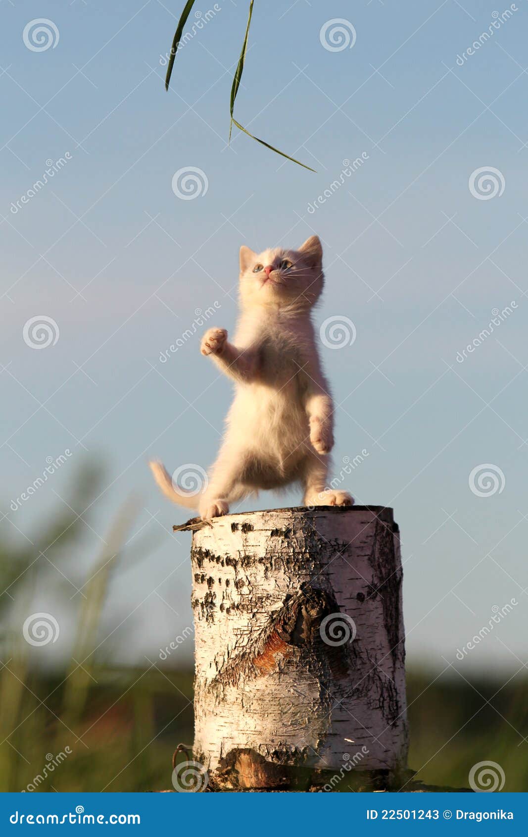 White kitten play in stump stock image. Image of animal - 22501243