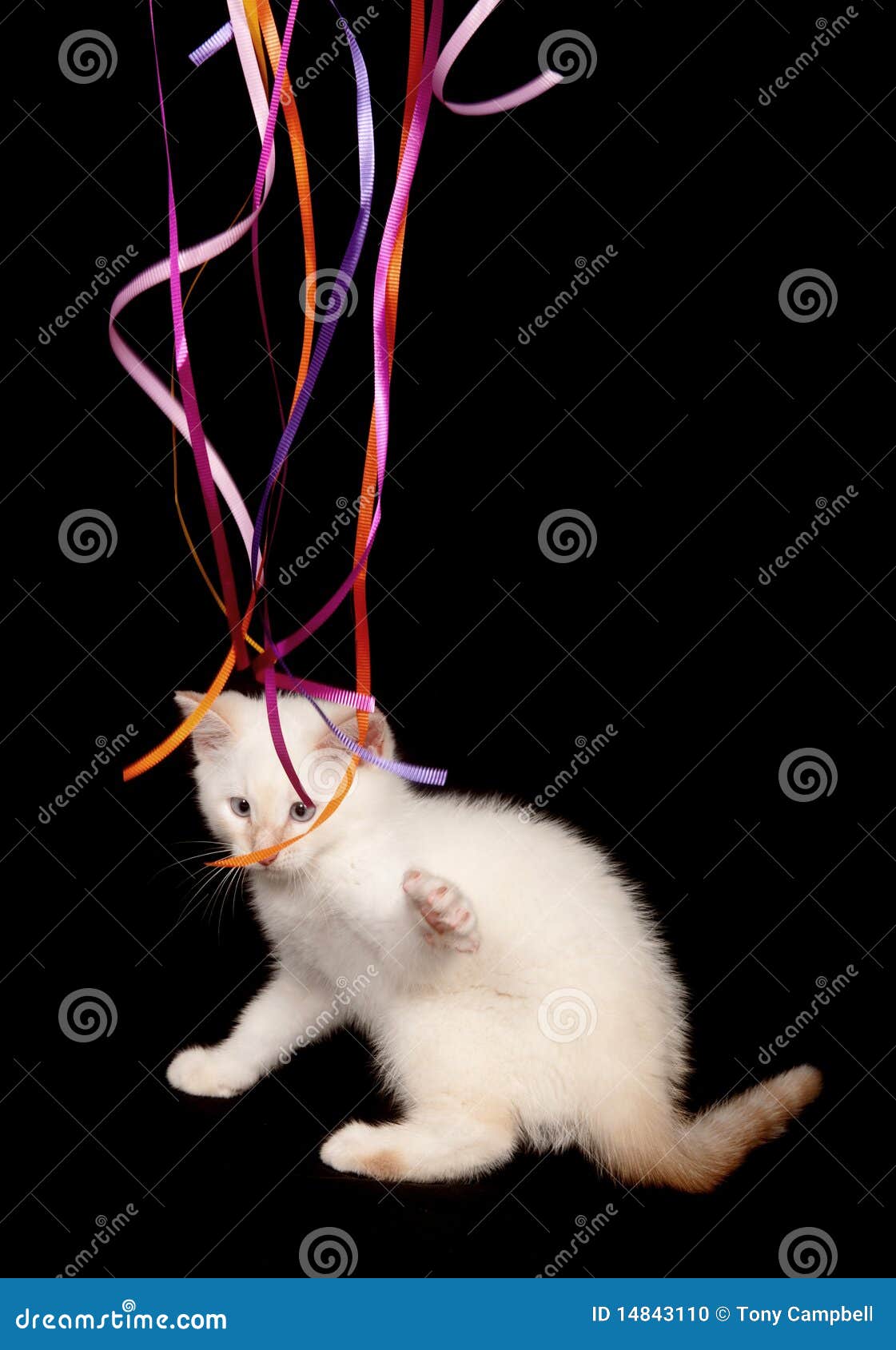 White Kitten Playing with Ribbon Stock Photo - Image of cute, white ...