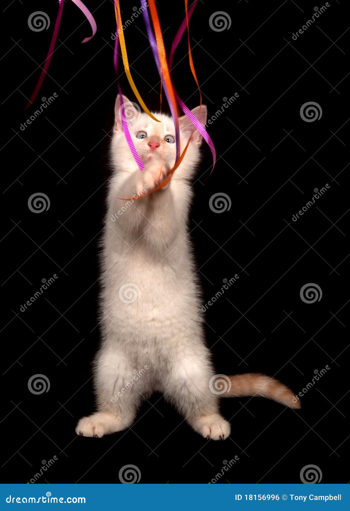 White Kitten Playing with Streamers Stock Photo - Image of paws, animal ...