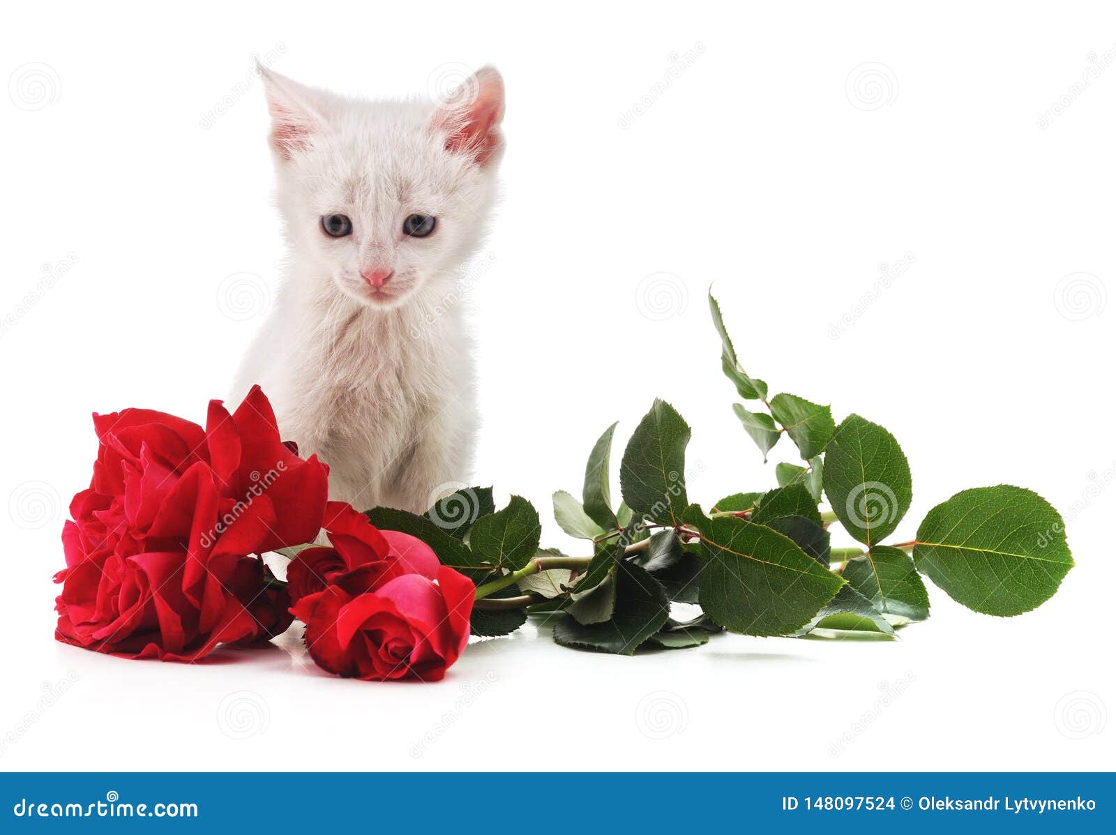 White kitten and rose stock photo. Image of rose, young - 148097524