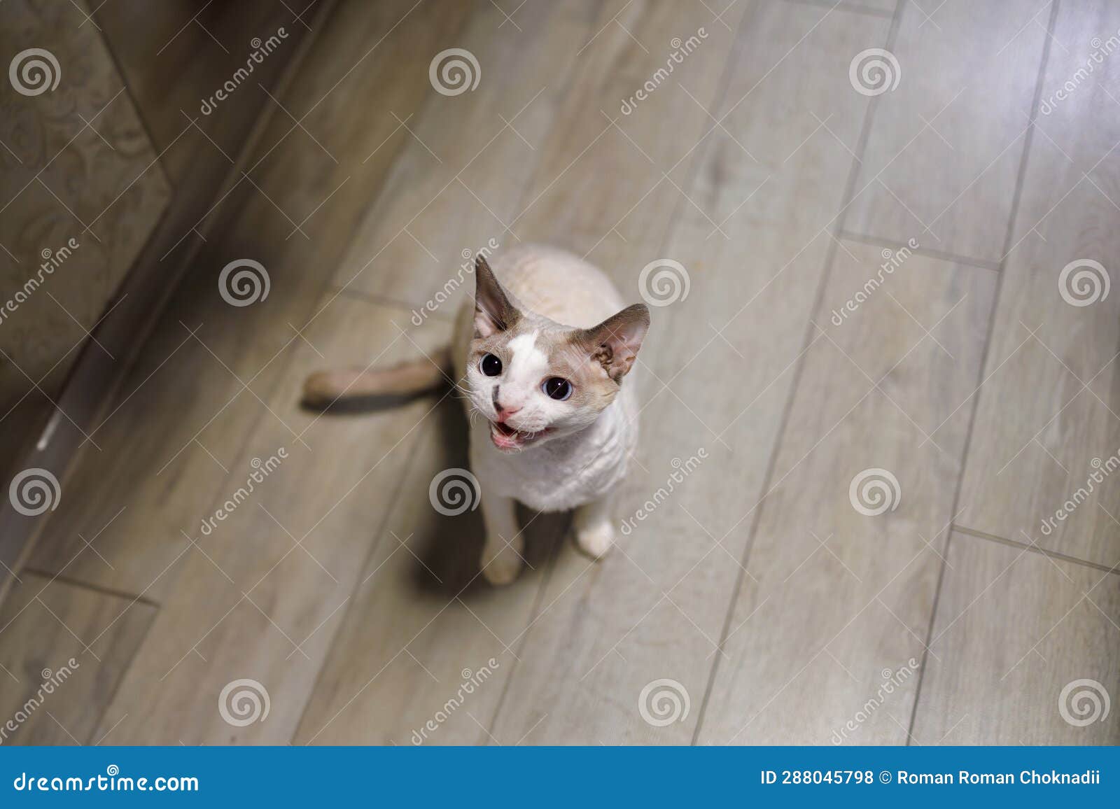 A White Kitten Sits on the Floor and Meows Pitifully Stock Photo ...