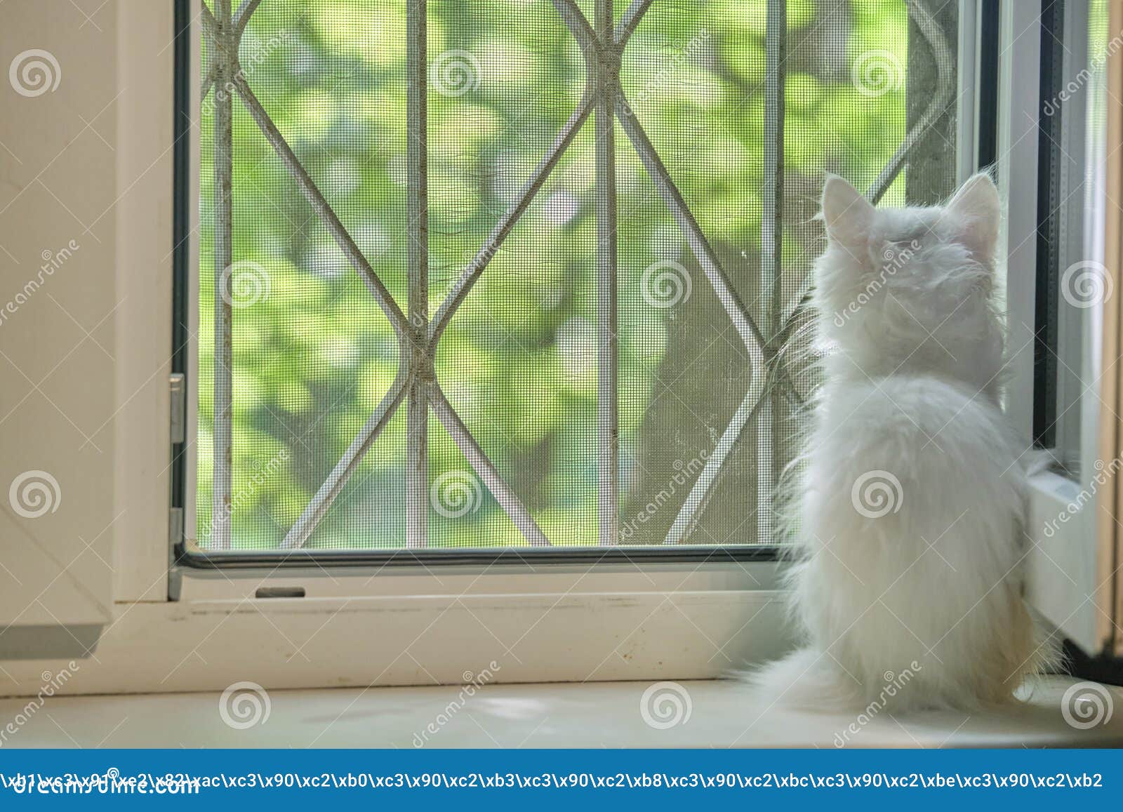 White Kitten Sits by the Window Color Nature Stock Image - Image of ...
