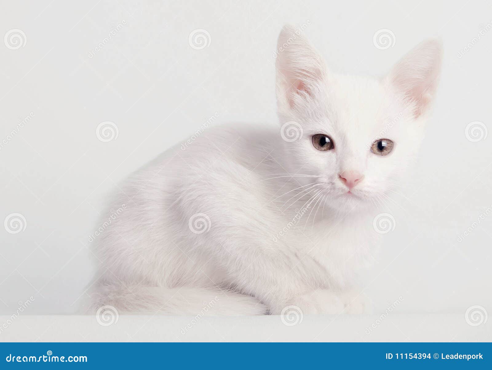 White kitten sitting stock photo. Image of cutie, kitten - 11154394