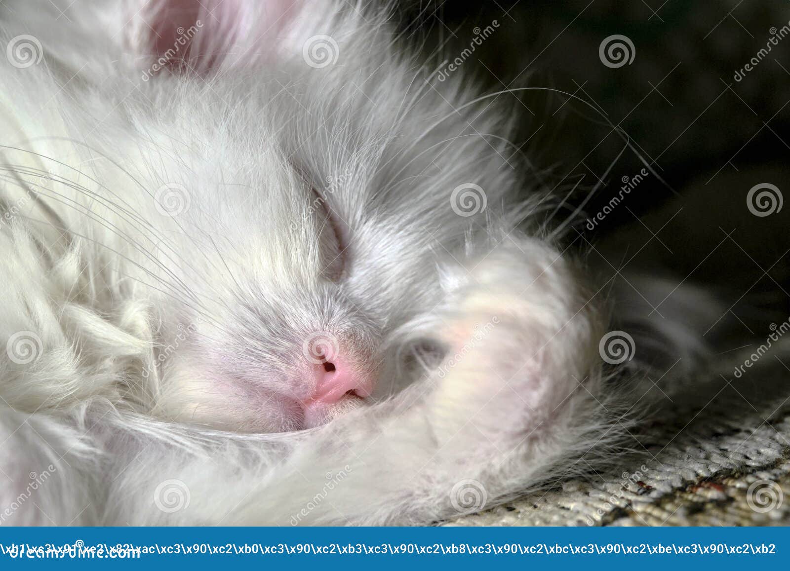White Kitten Sleeps stock image. Image of black, pedigreed - 180987645