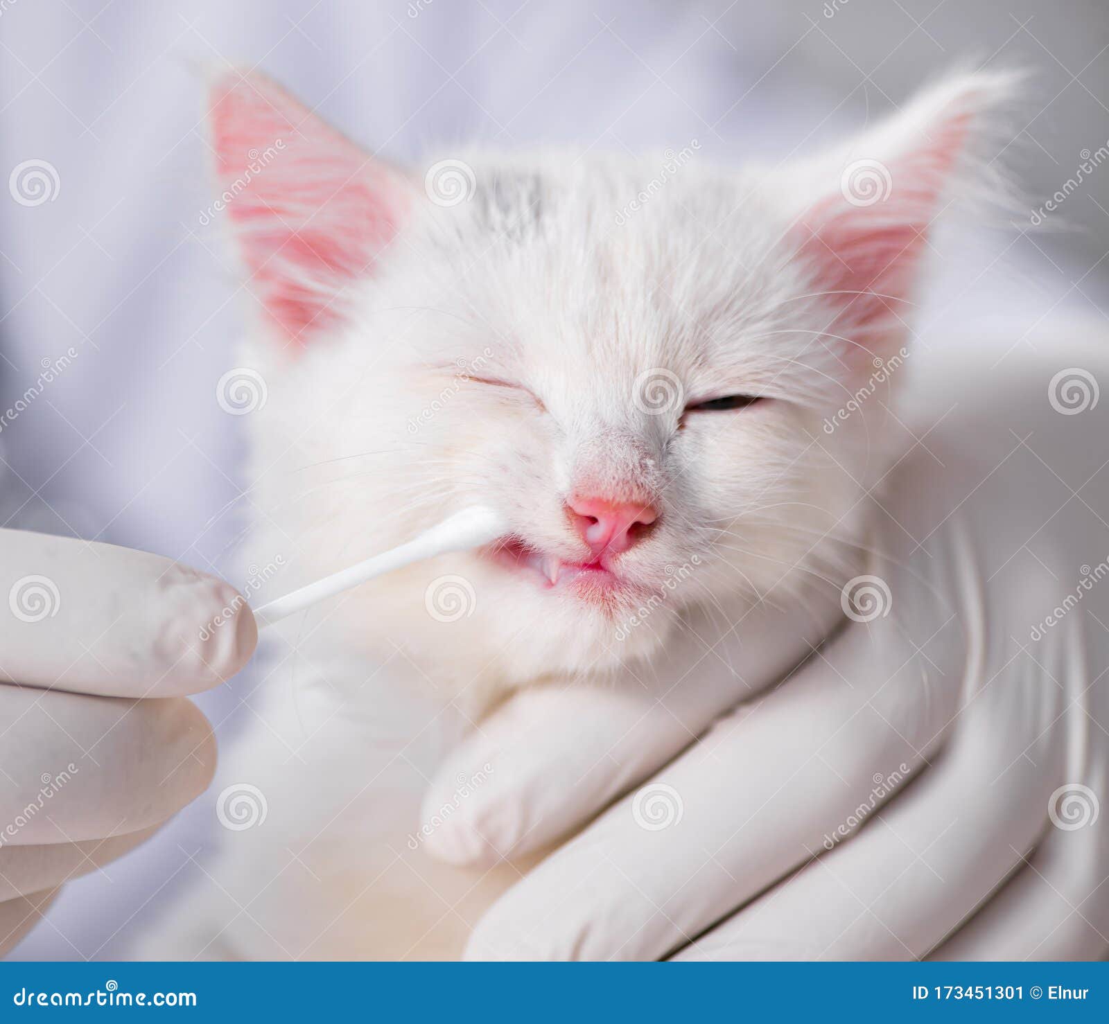 White Kitten Visiting Vet for Check Up Stock Image - Image of examining ...