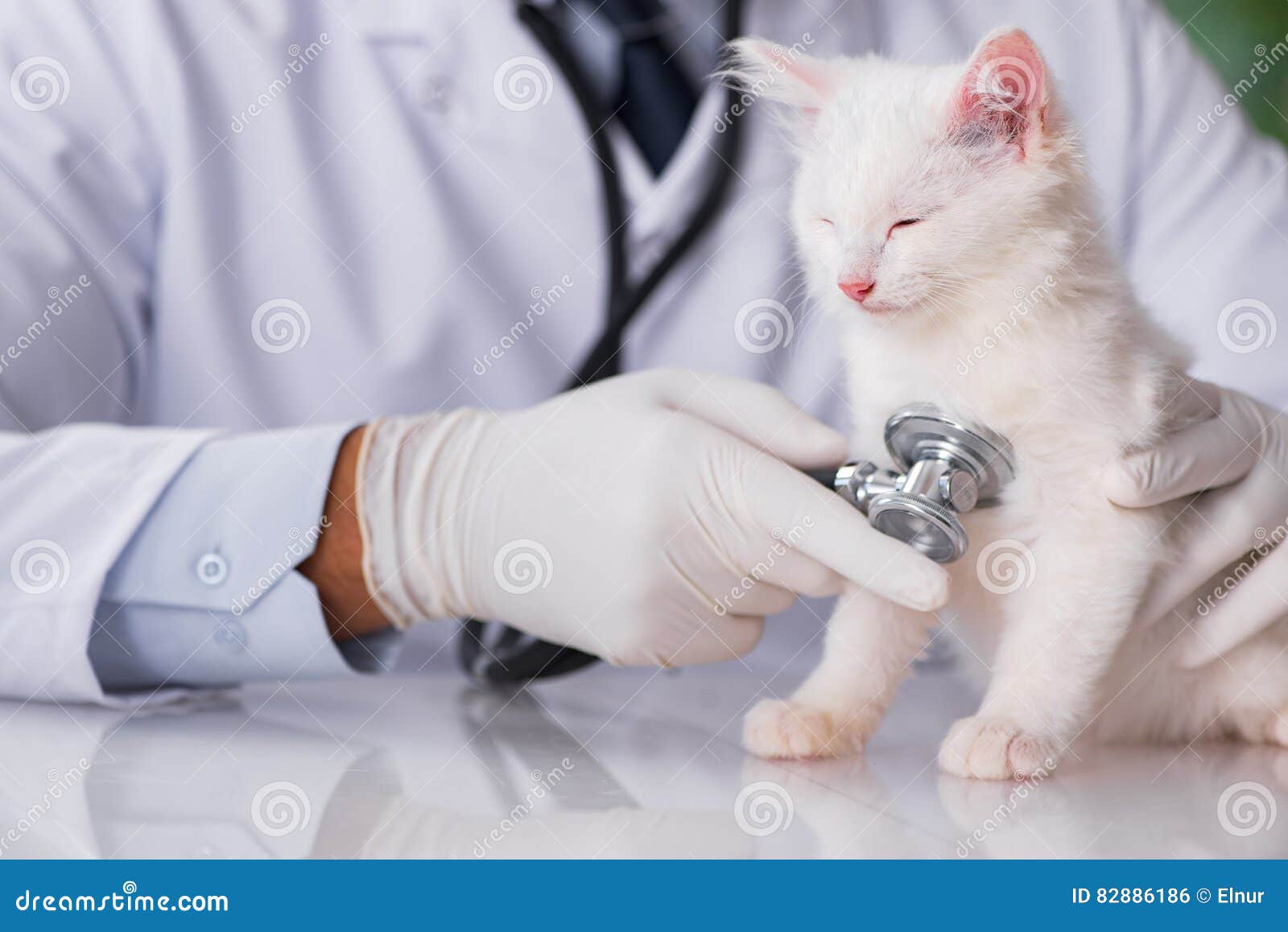 The White Kitten Visiting Vet for Check Up Stock Photo - Image of ...