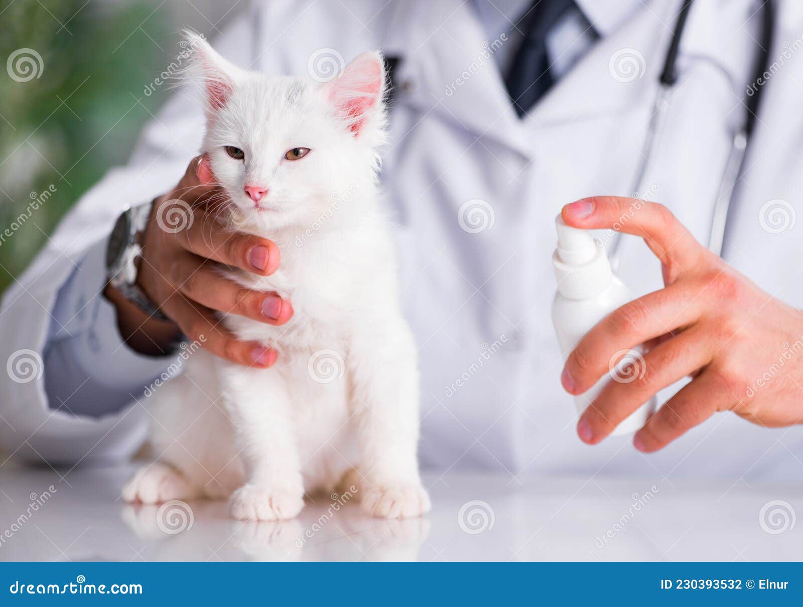 White Kitten Visiting Vet for Check Up Stock Photo - Image of clinic ...