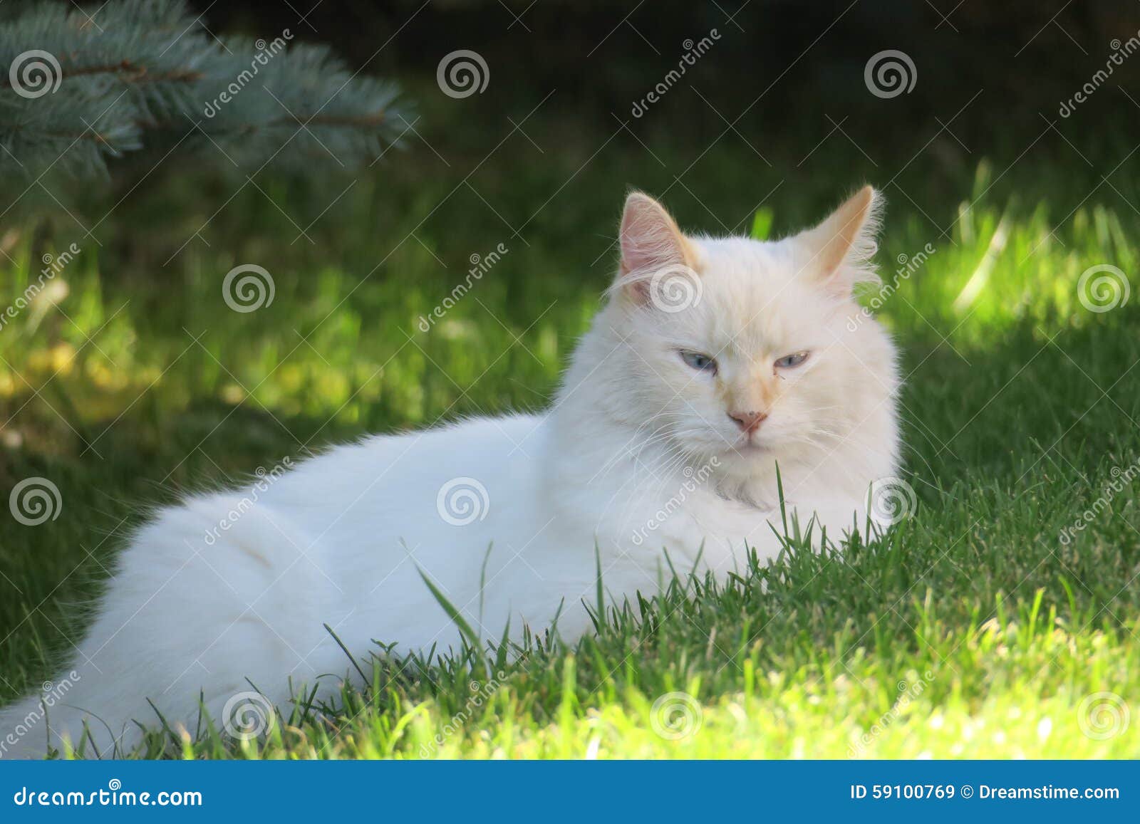 White kitty stock image. Image of kitten, mammal, pets - 59100769