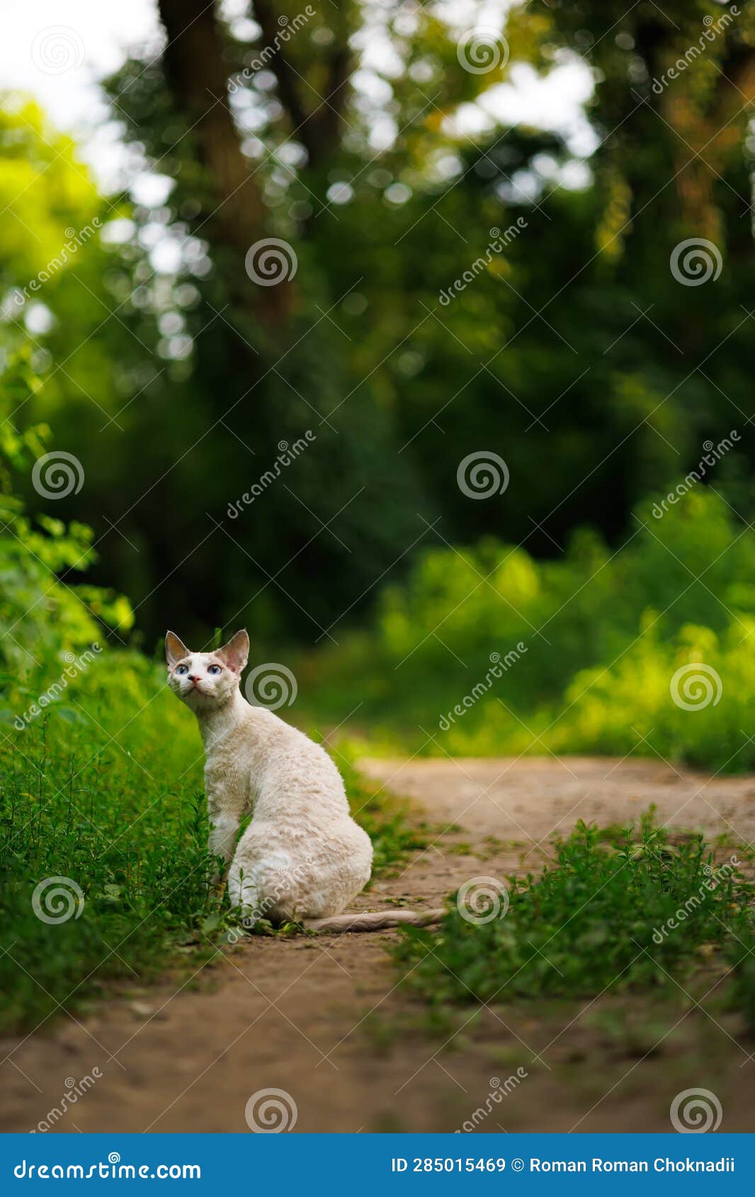 A White Kitty in the Woods Enjoying Nature Stock Image - Image of ...