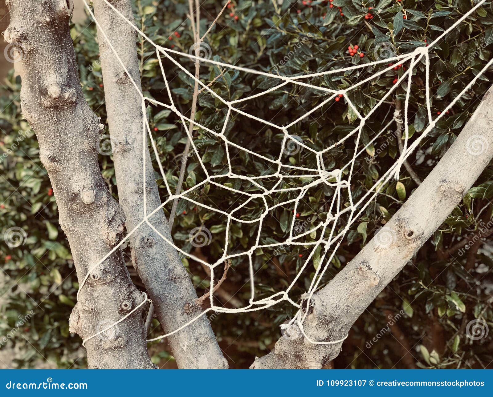 White Knitted Web On Tree Picture. Image: 109923107