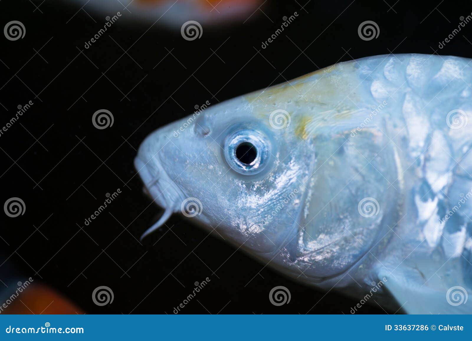 White Koi Carp Fish Extreme Close Up Stock Photo - Image of macro ...