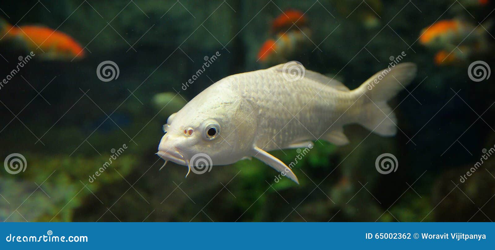 White Koi carp stock photo. Image of ripple, tranquil - 65002362