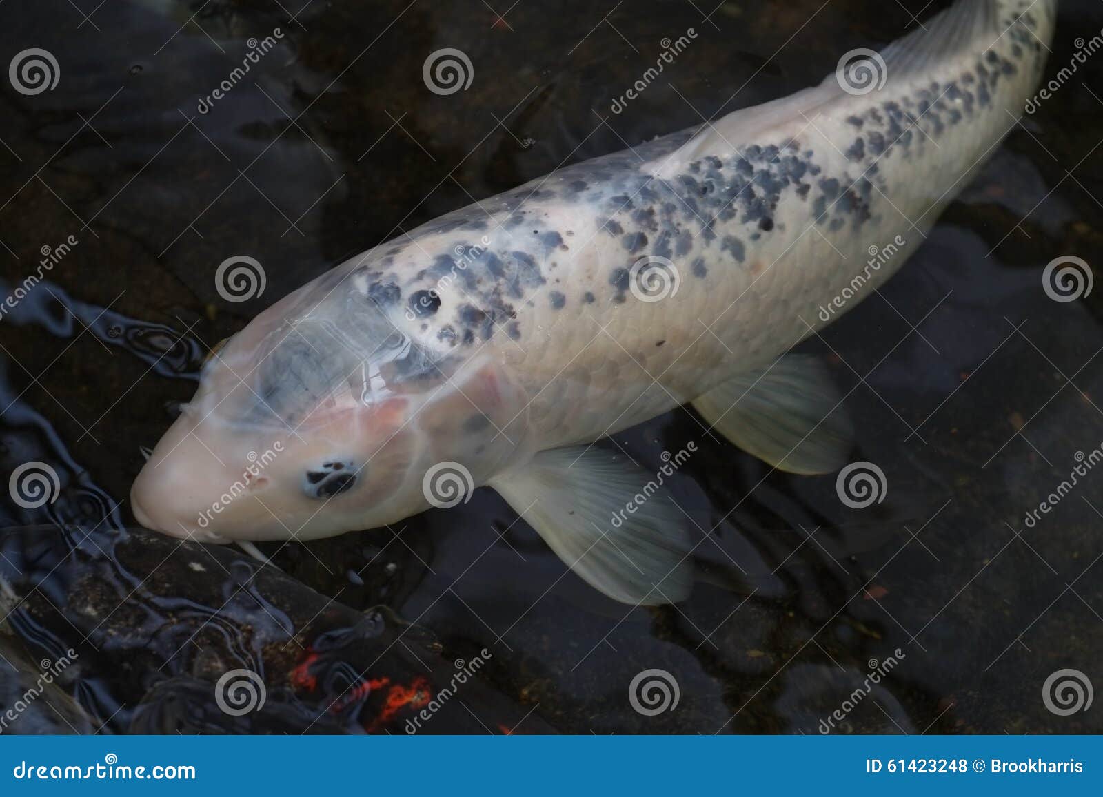White Koi, closeup stock photo. Image of black, vibrant - 61423248