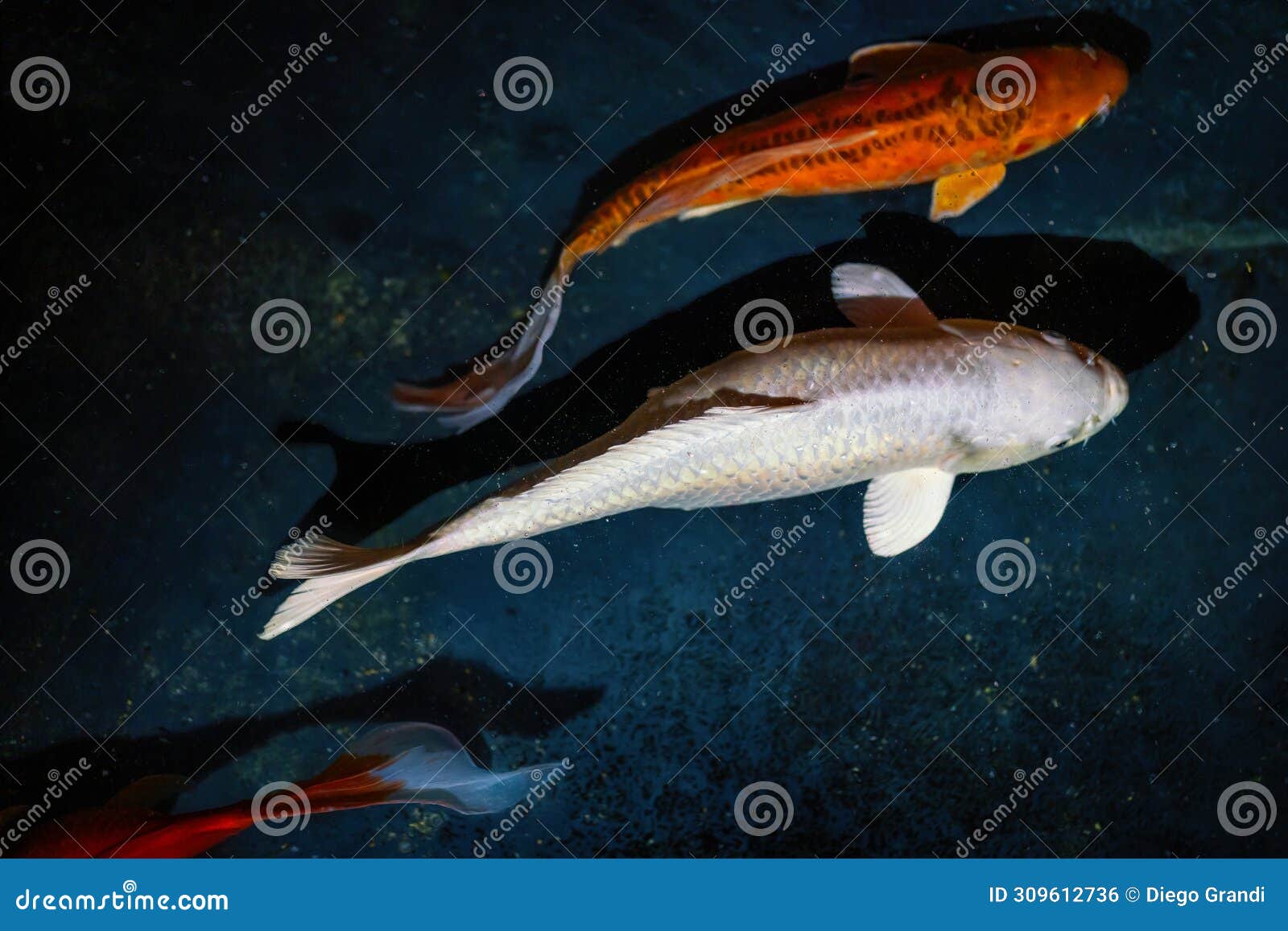 White Koi Fish stock photo. Image of ogon, freshwater - 309612736