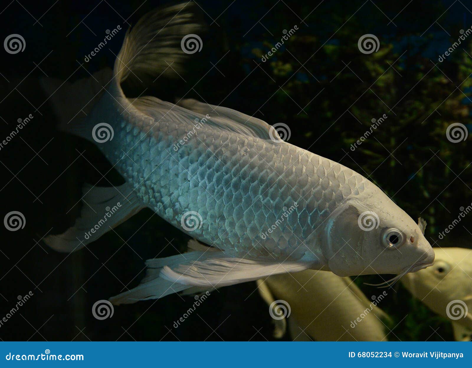 White koi fish long Tail stock photo. Image of swim, garden - 68052234
