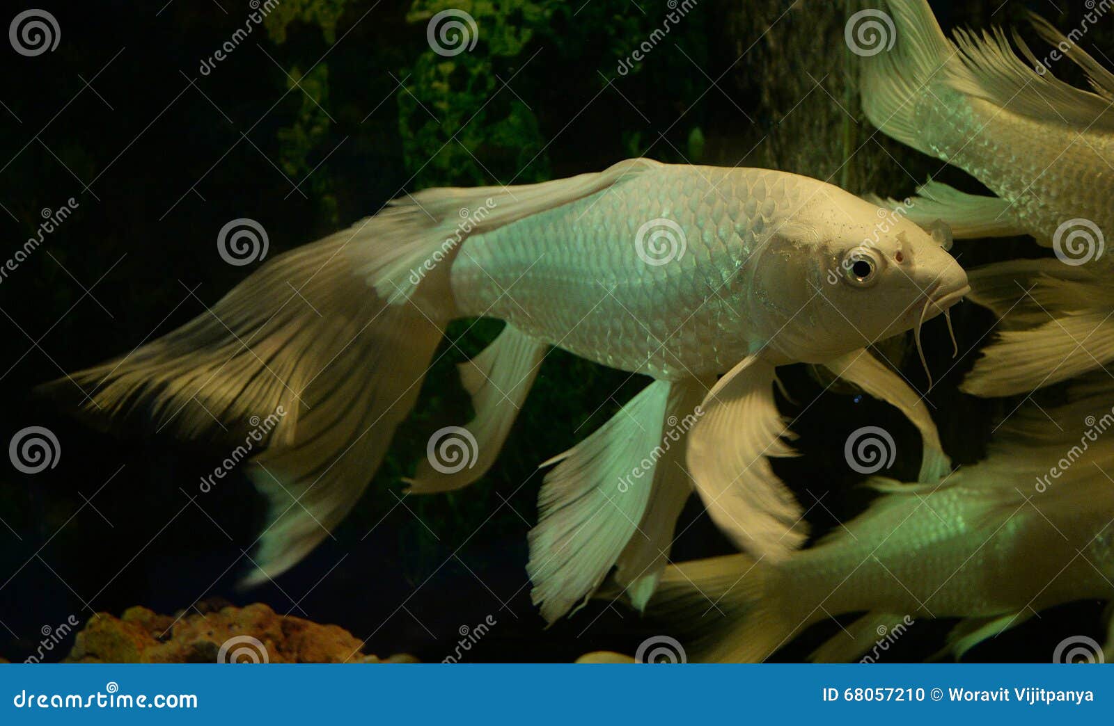 White koi fish long Tail stock photo. Image of tail, white - 68057210