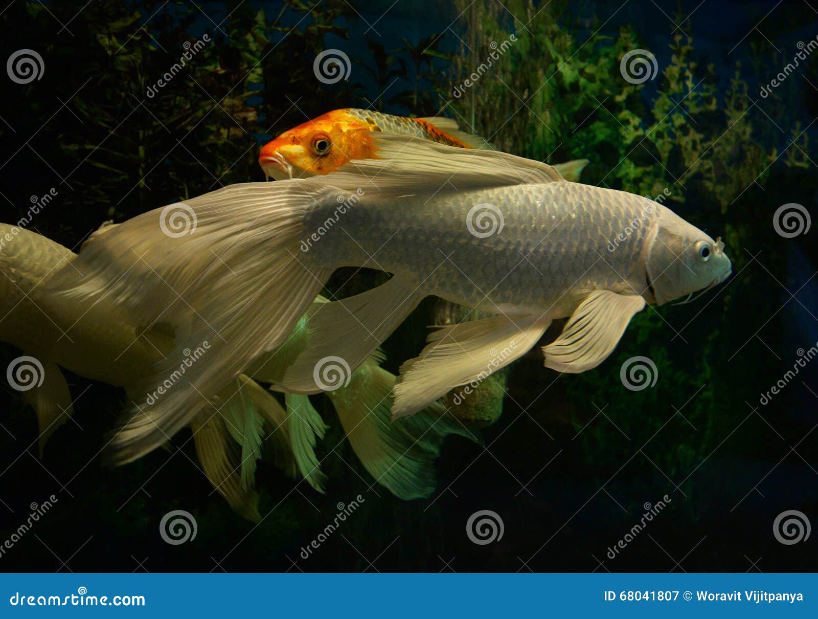White koi fish stock image. Image of japanese, aquarium - 68041807