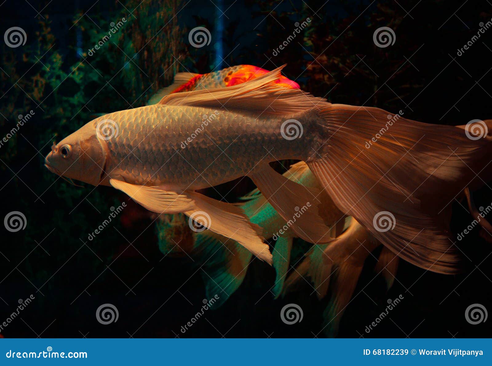 White koi fish stock image. Image of aquarium, orange - 68182239
