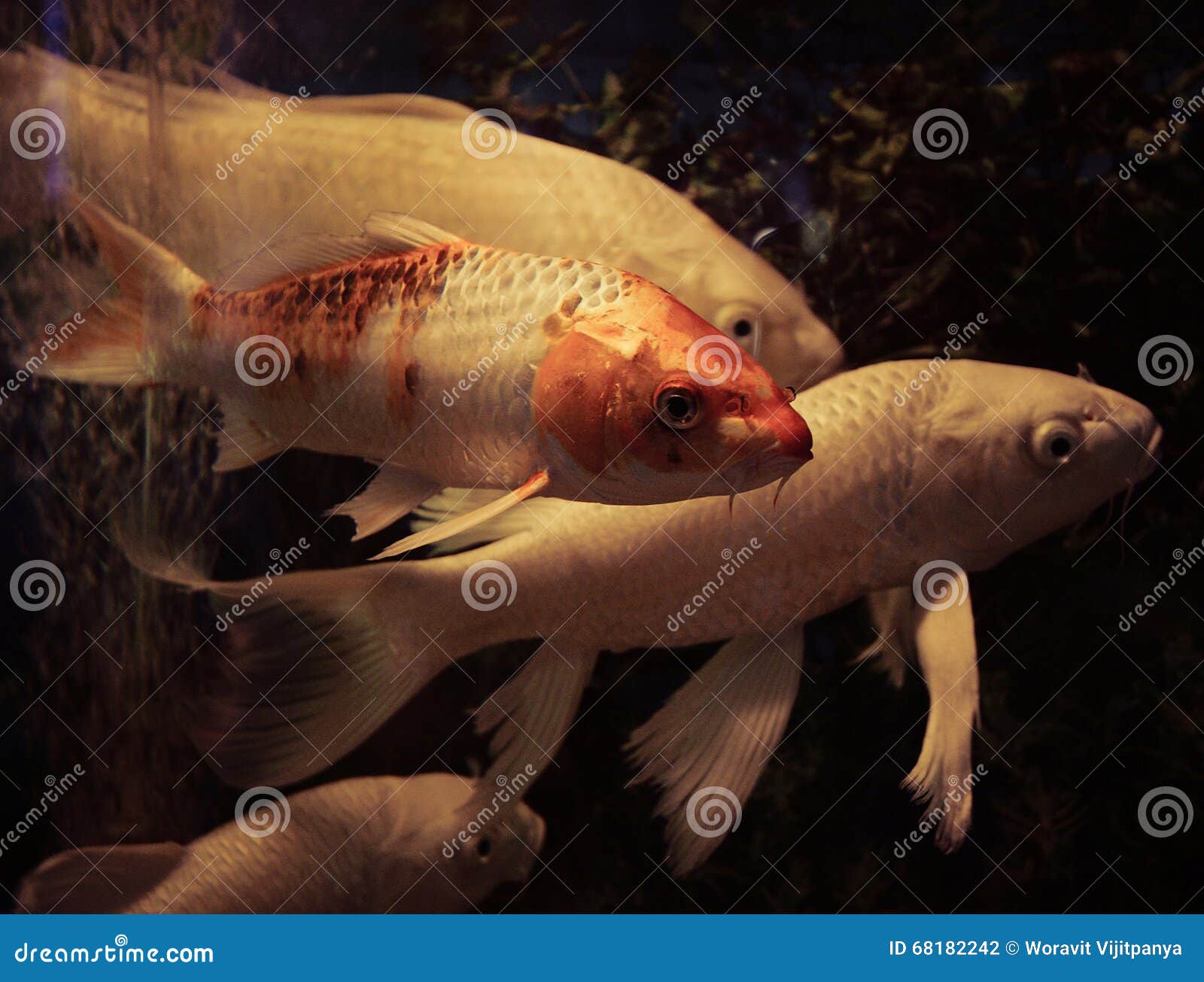 White koi fish stock photo. Image of aquarium, summer - 68182242