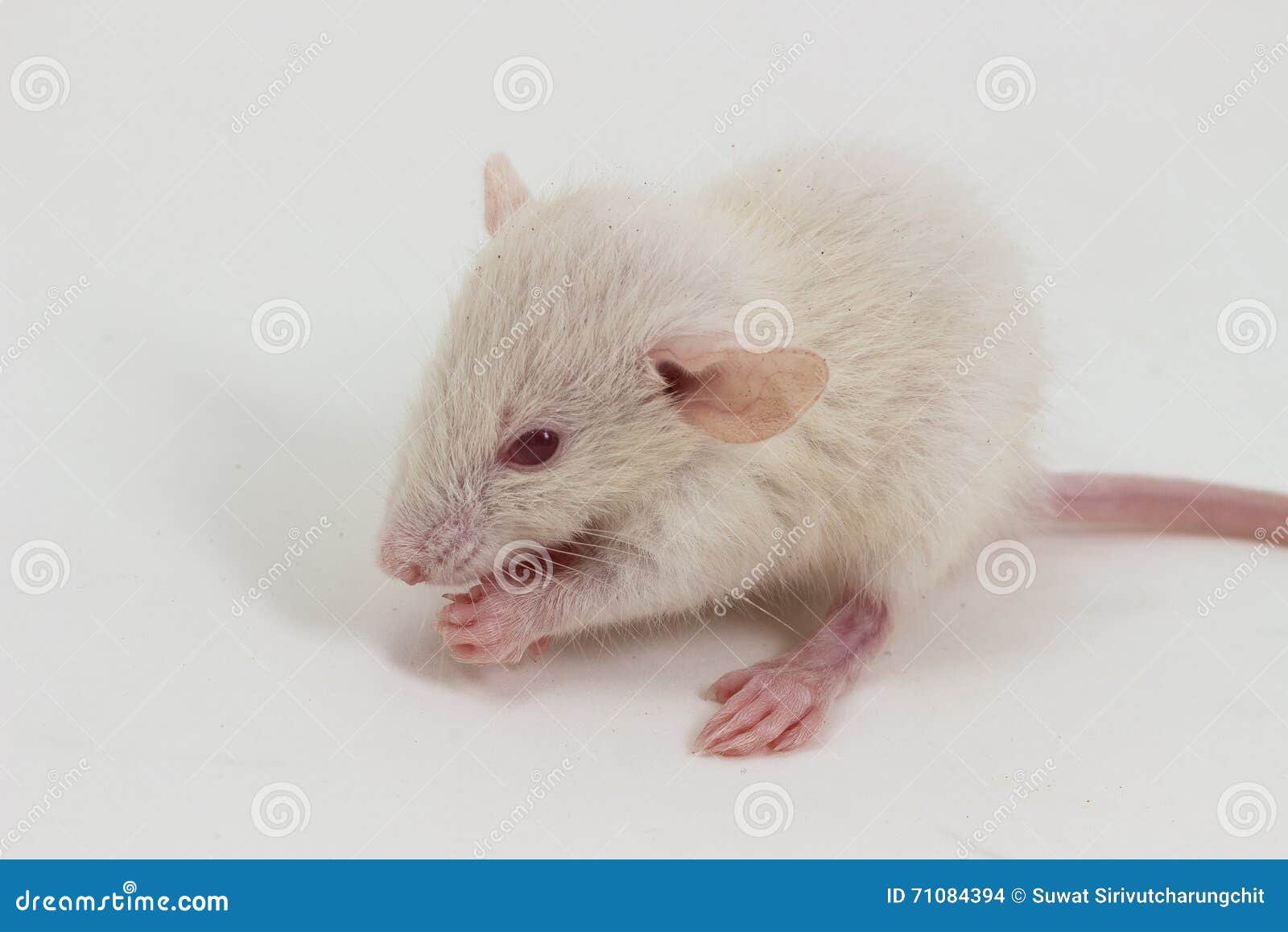 White Lab Rat stock photo. Image of albino, baby, white - 71084394