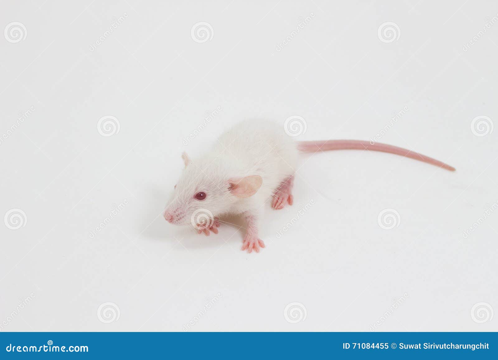 White Lab Rat stock image. Image of background, albino - 71084455