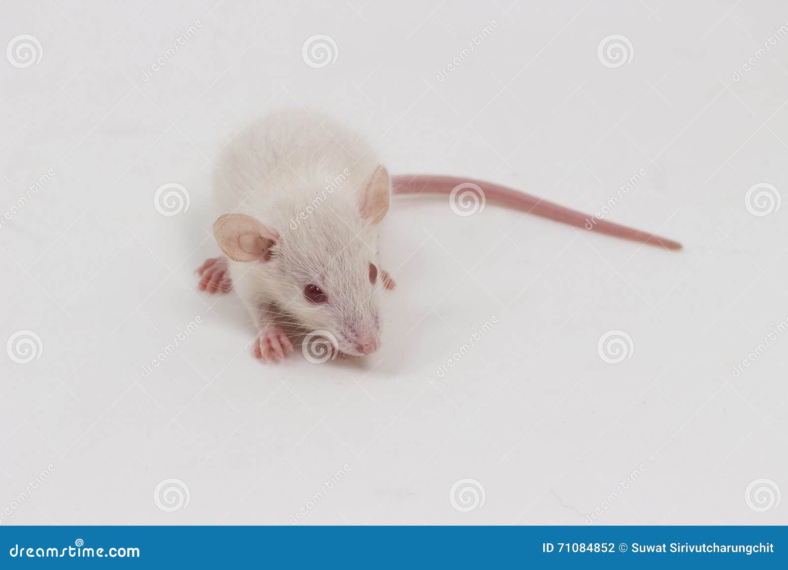 White Lab Rat stock photo. Image of albino, white, baby - 71084852
